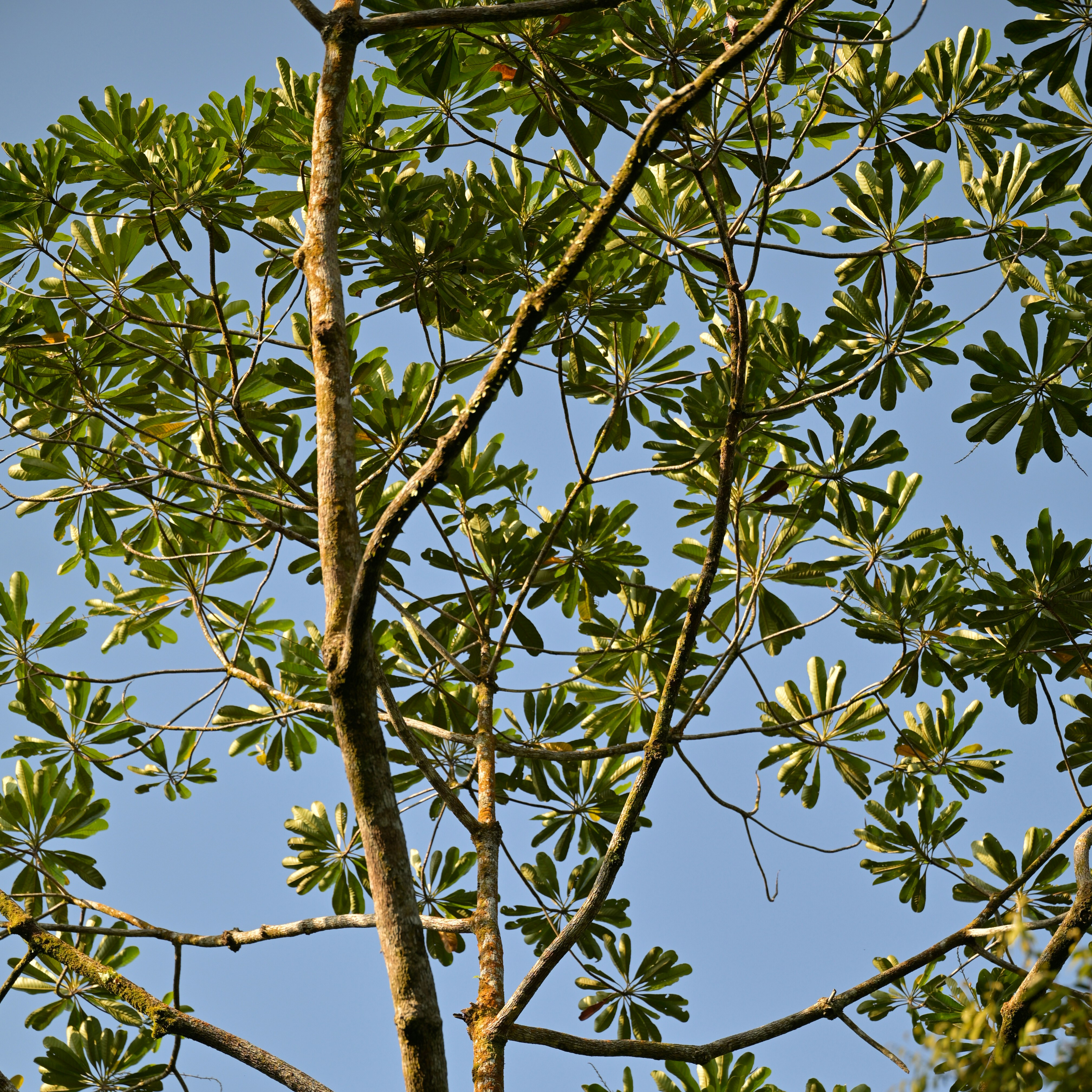 Tree branches with unique, star-shaped leaves. photo – Free Summer ...