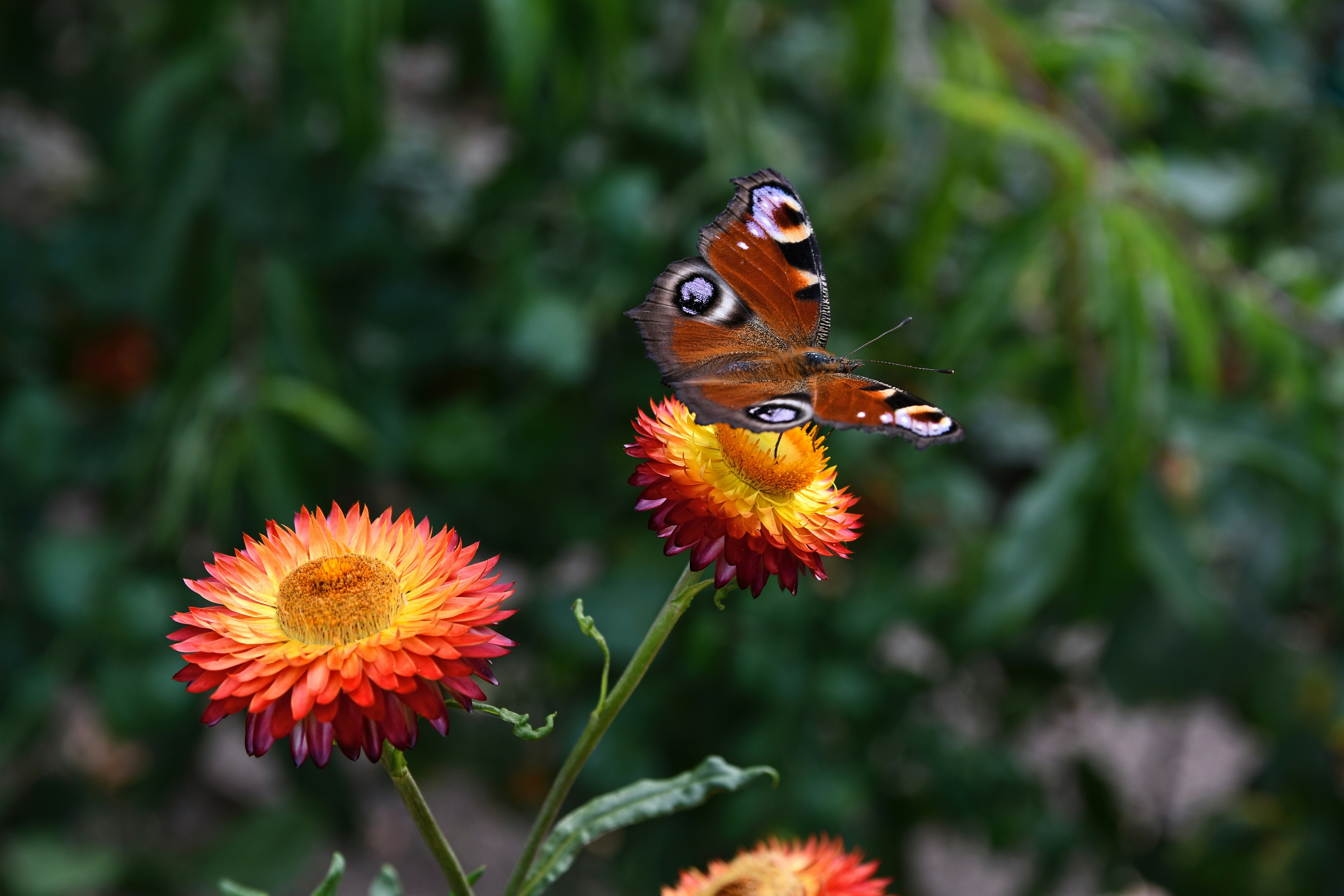 Wings on Ember Bloom: a butterfly in flight above saffron daisies