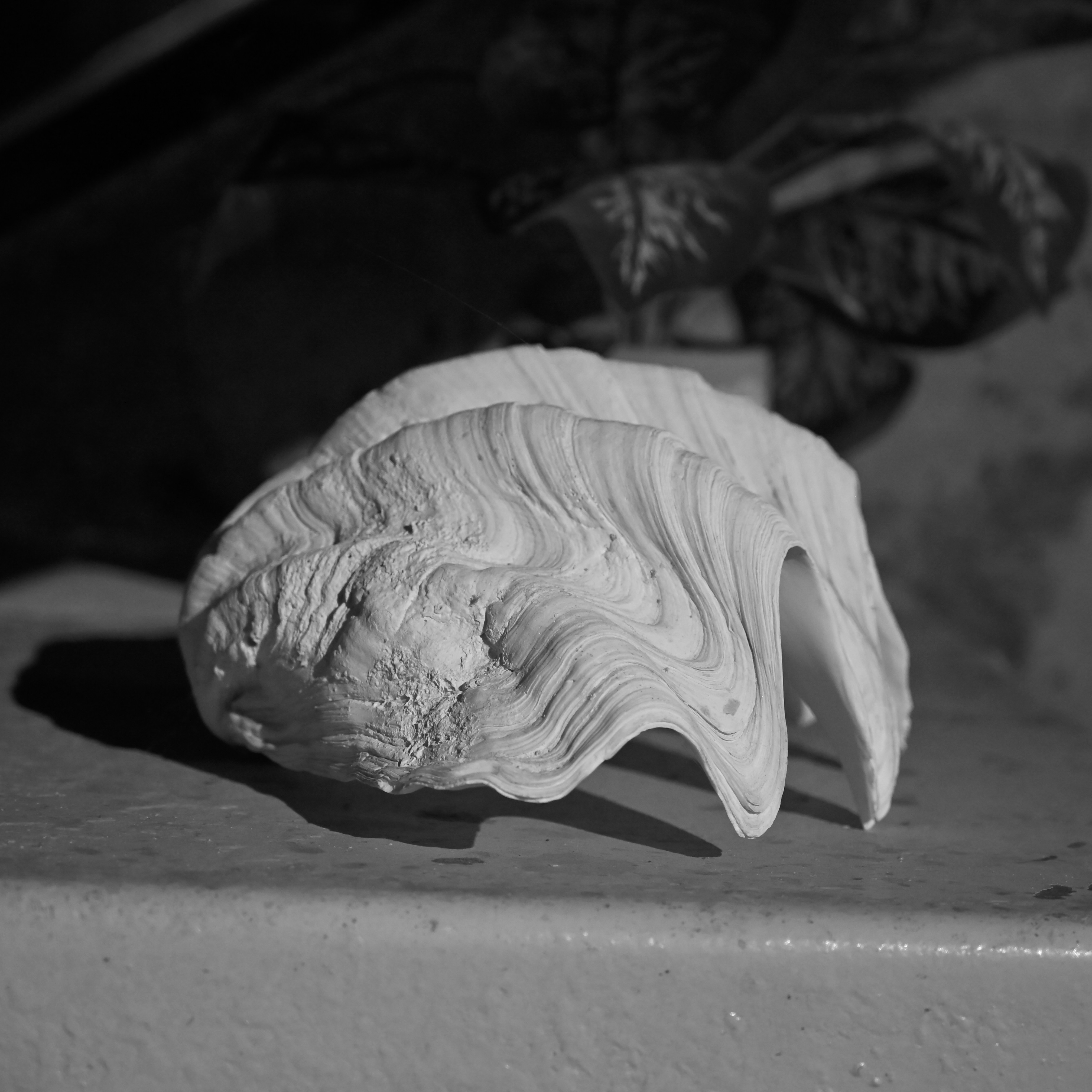 A clam shell rests with a plant in black and white. photo – Free Food ...