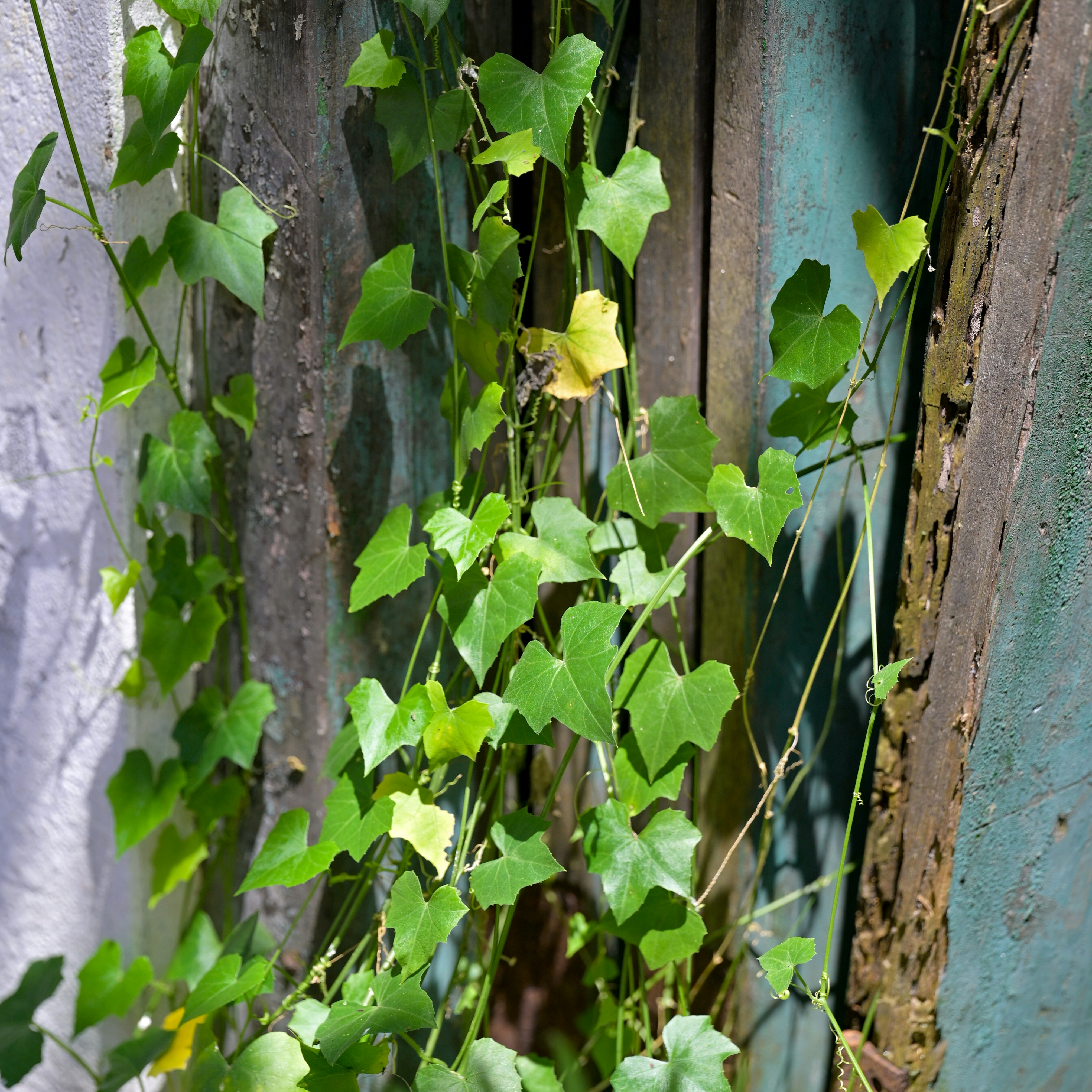 Emerald Ivy Cling on Weathered Fence Boards