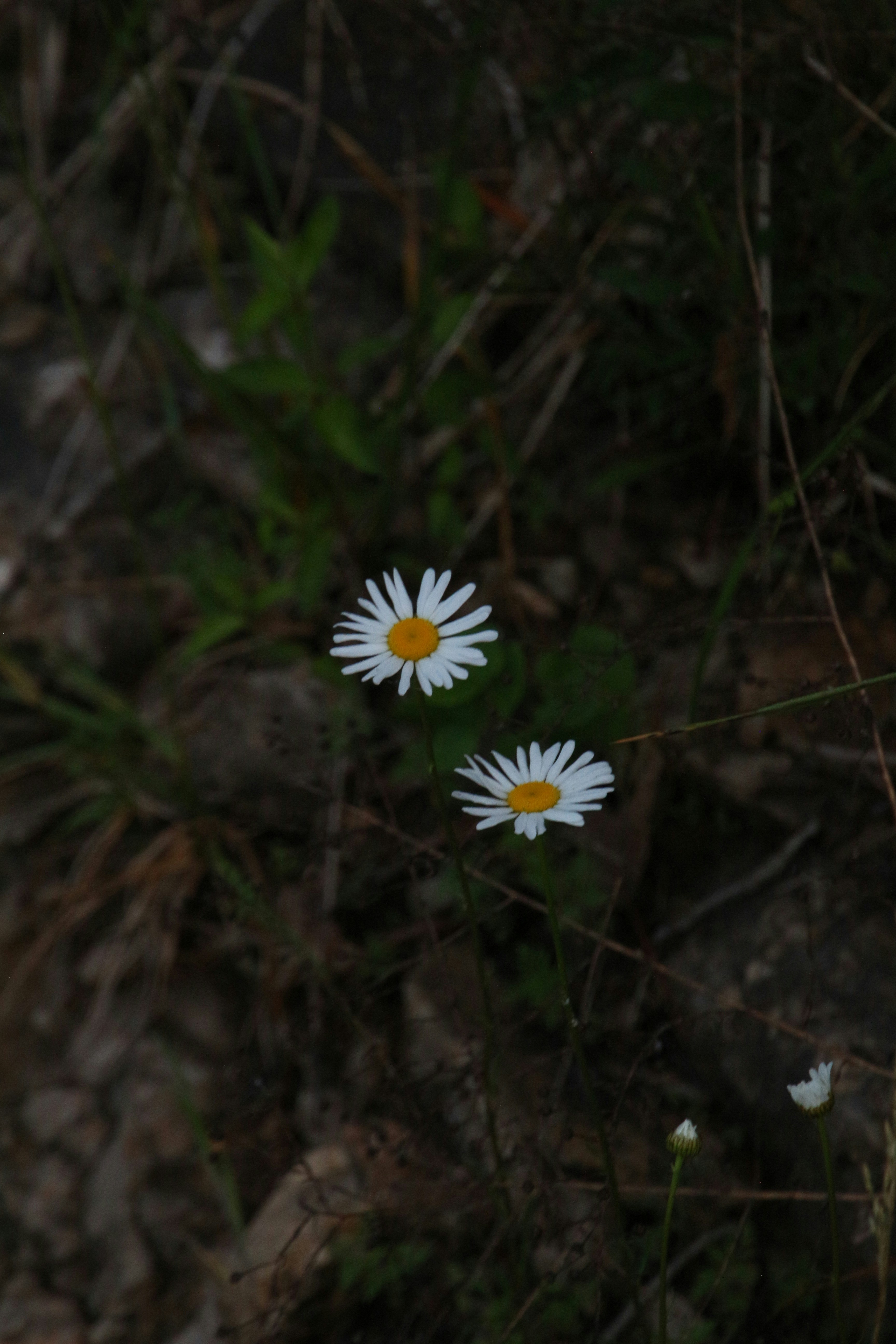 Daisy Duet in a Shadowed Clearing