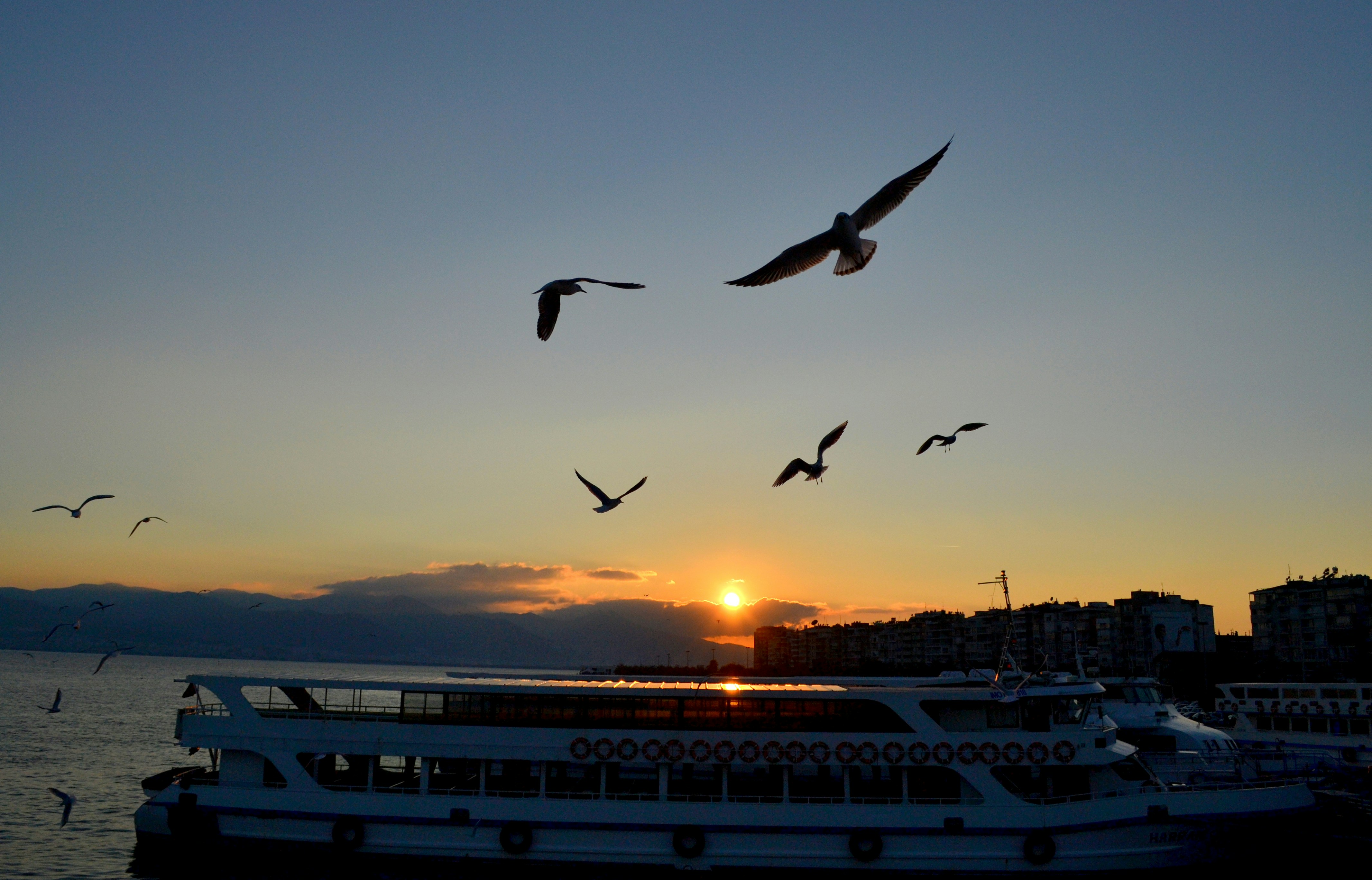 Dusk Over the Harbor: Seagulls, Sun, and a Docked Passenger Boat