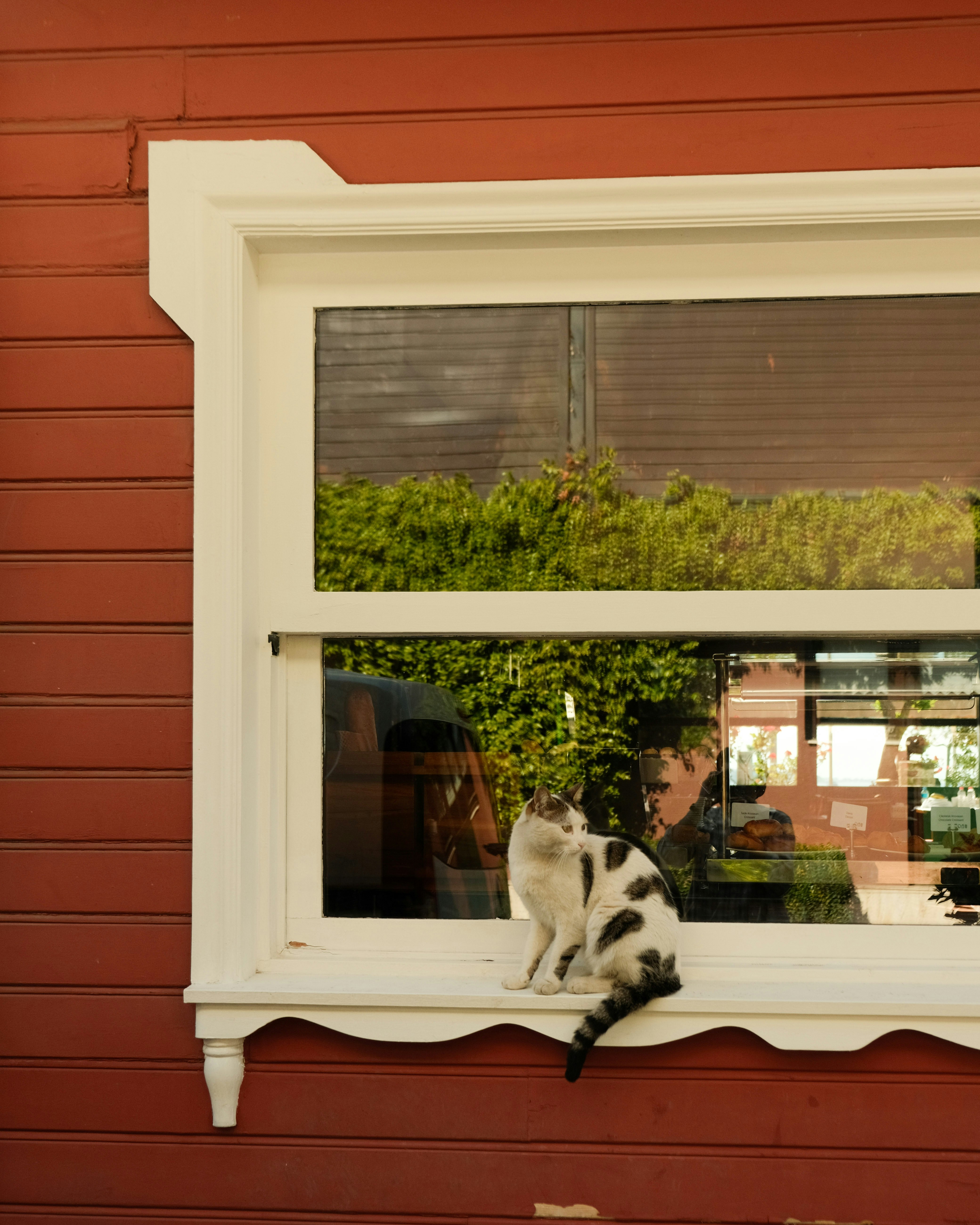 Whiskers on the White Ledge, Framed by a Red Cottage Window