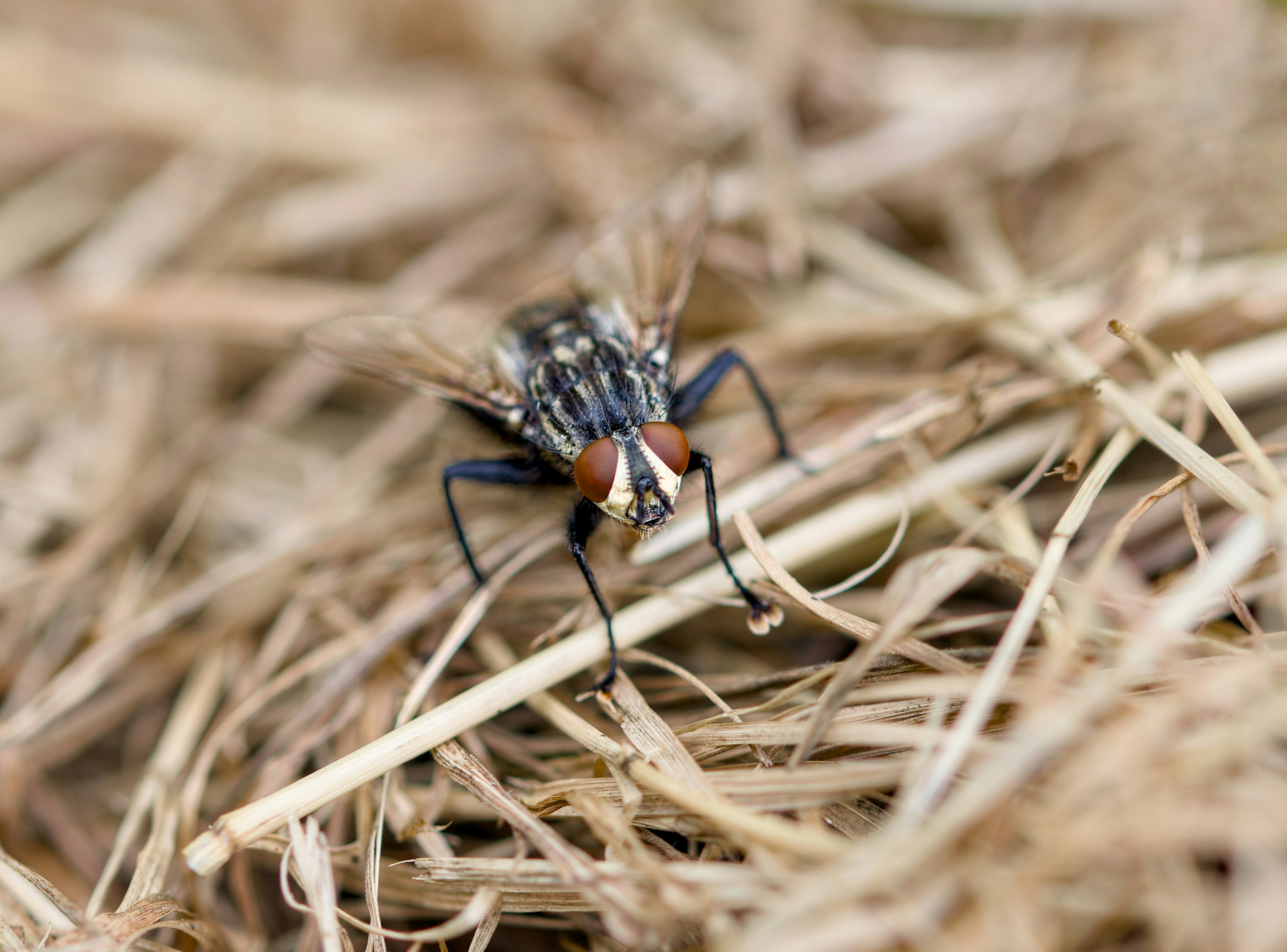 Macro Portrait: Red-Eyed Fly Nestled in Golden Dry Grass