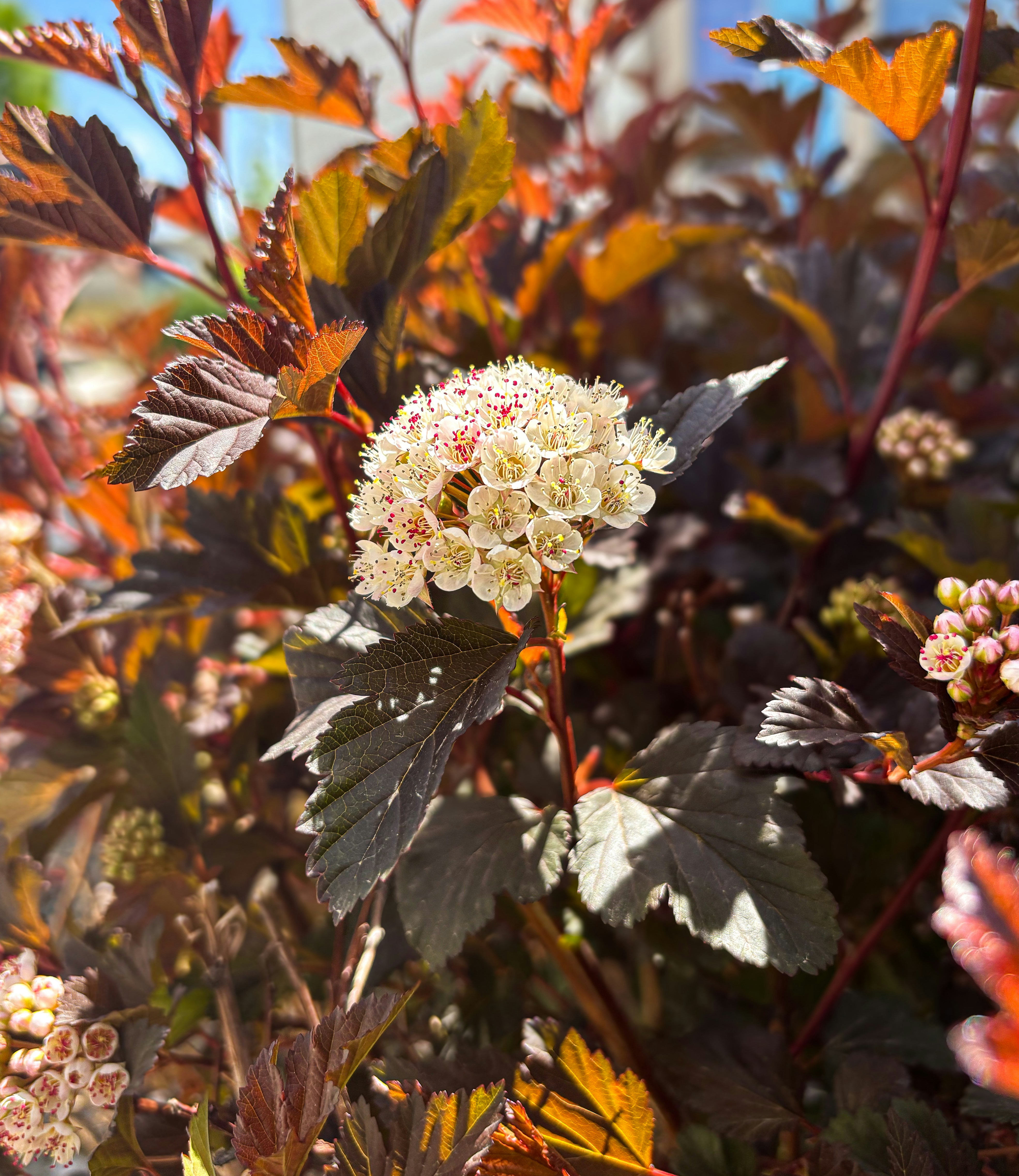 Centered Hydrangea Bloom Framed by Copper Autumn Leaves