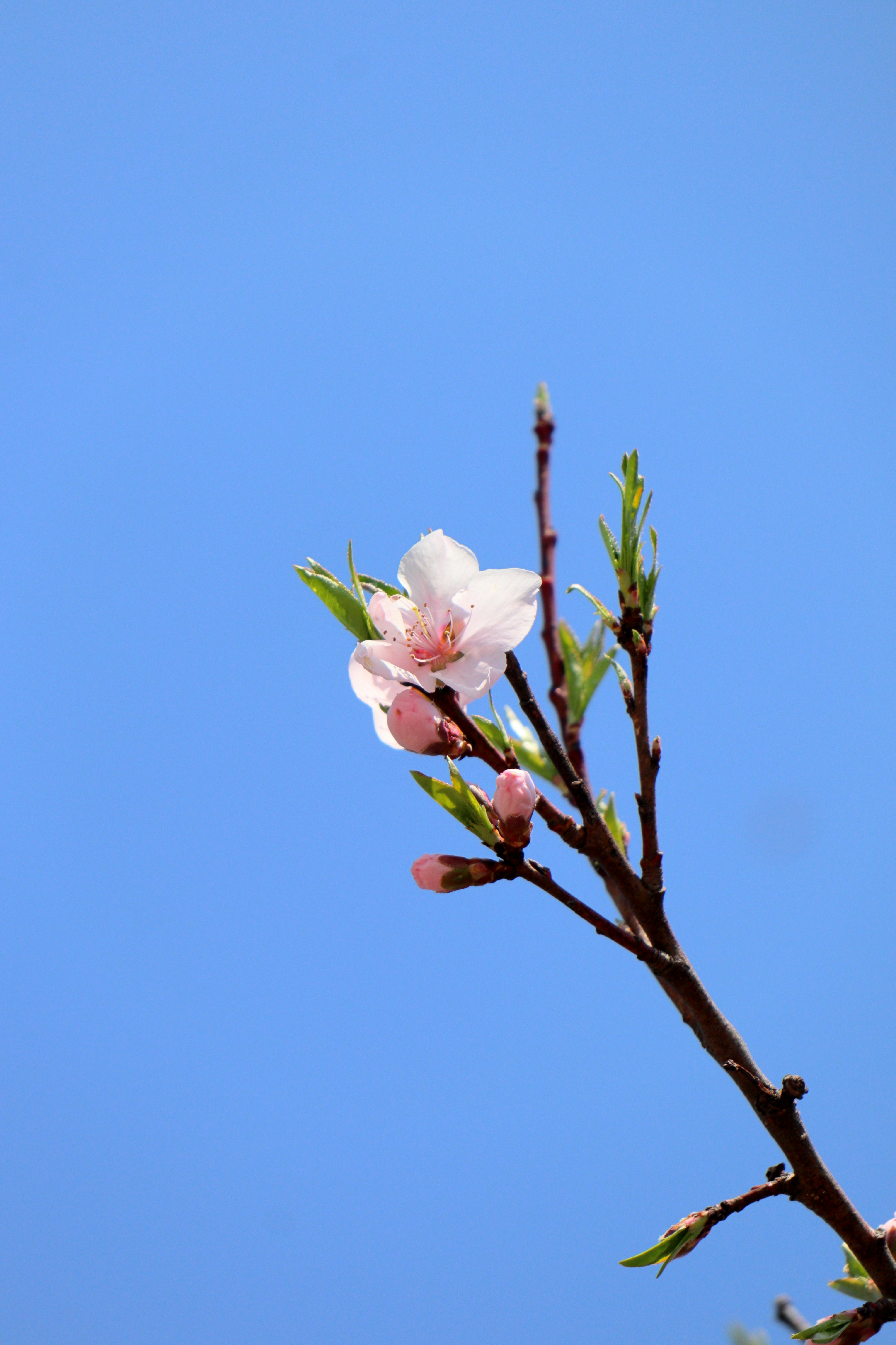 Pink Blossom on a Cerulean Stage
