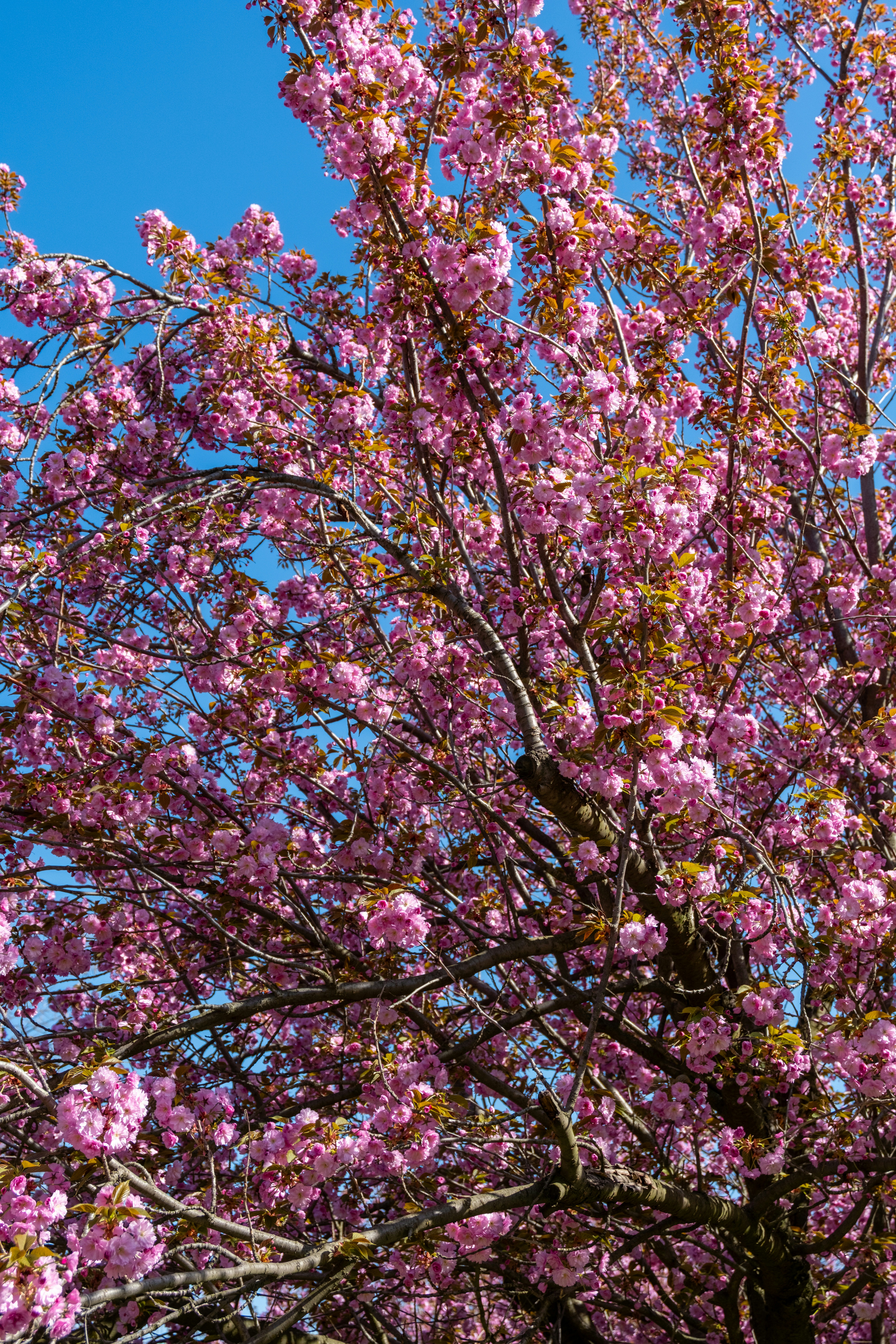 Vibrant cherry blossom tree in full bloom, showcasing delicate pink flowers against a bright blue sky.