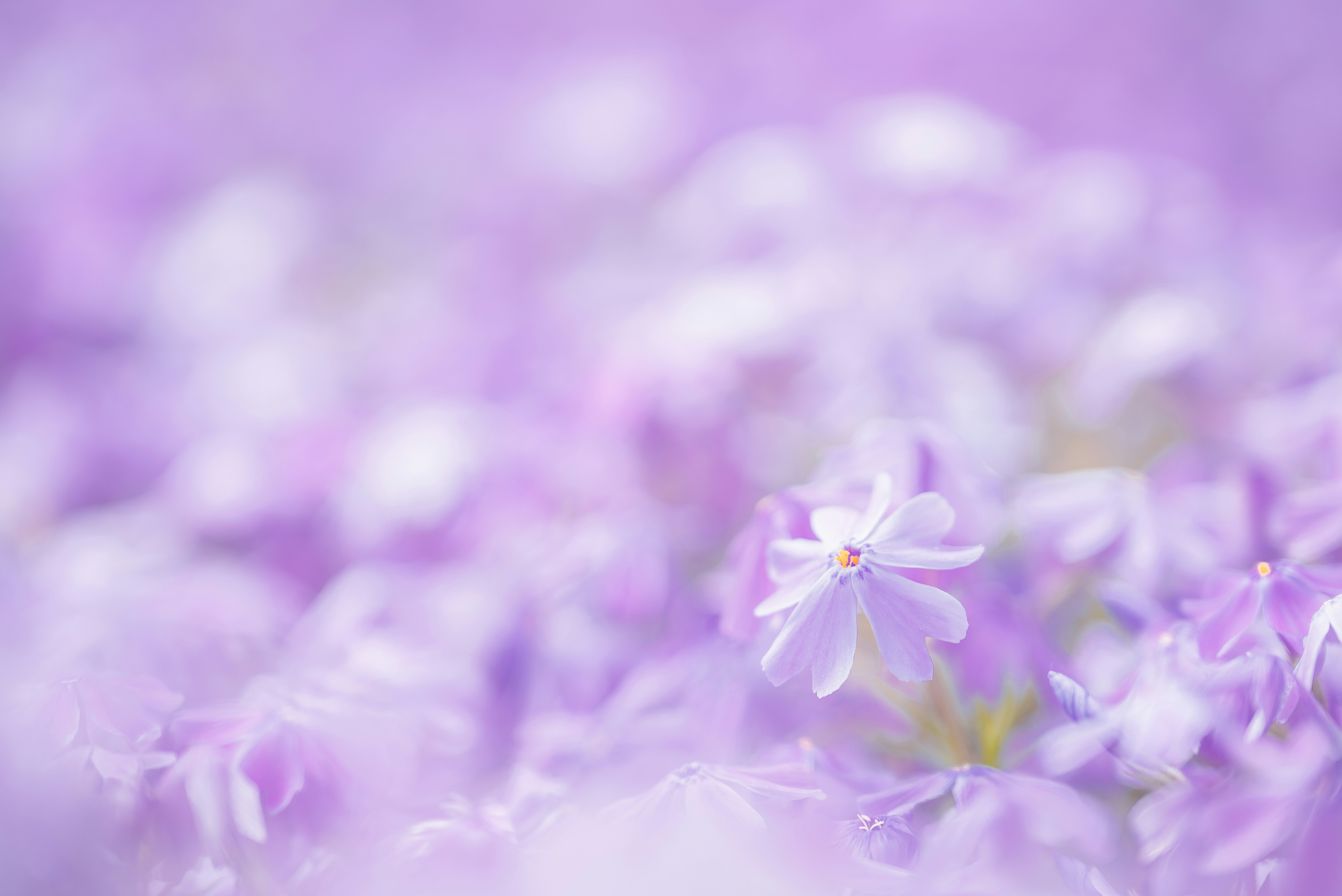 Purple flowers fill the frame with delicate beauty. photo – Free ...