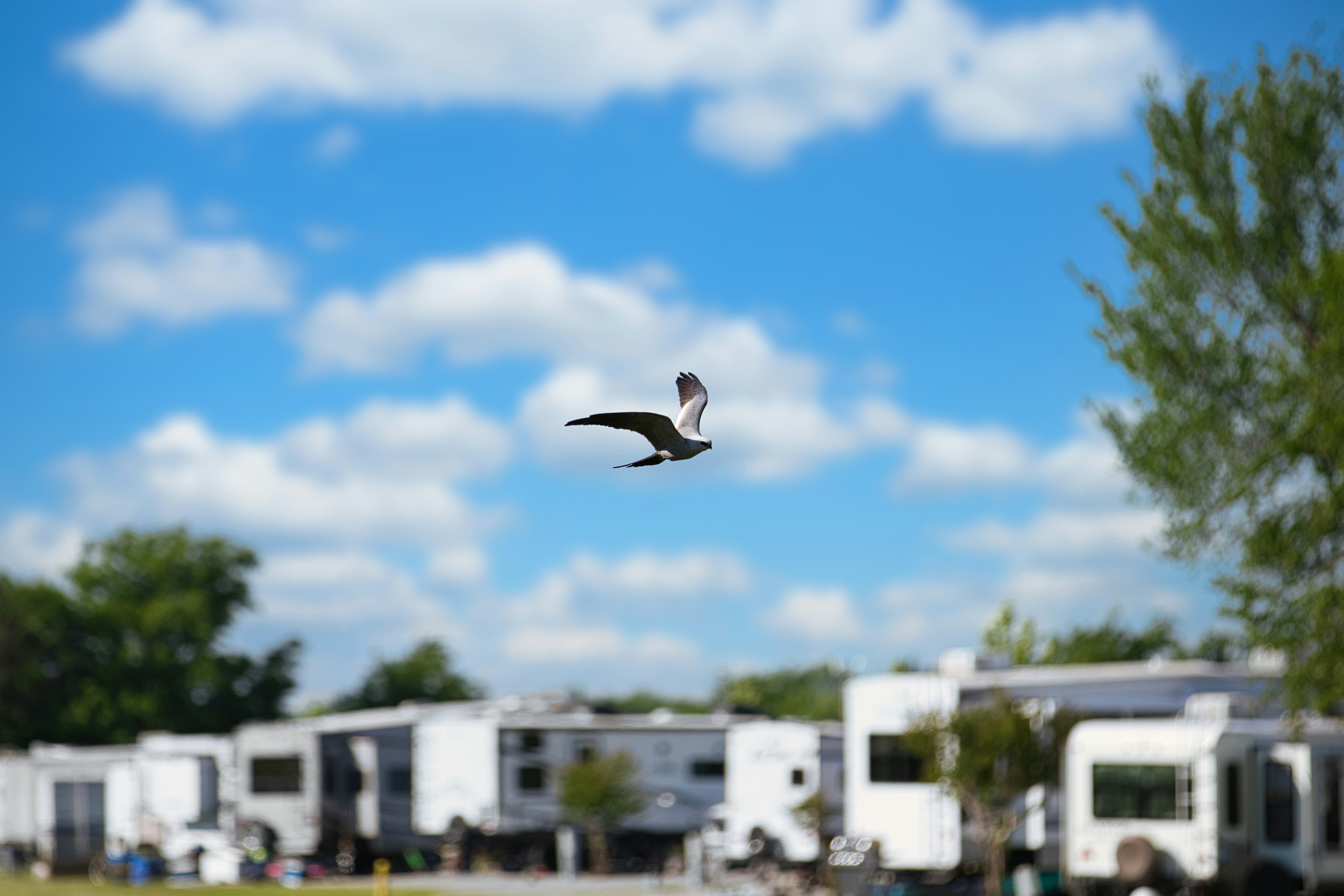 Wingbeat over the RV Row: a lone gull maps a moment in daylight.