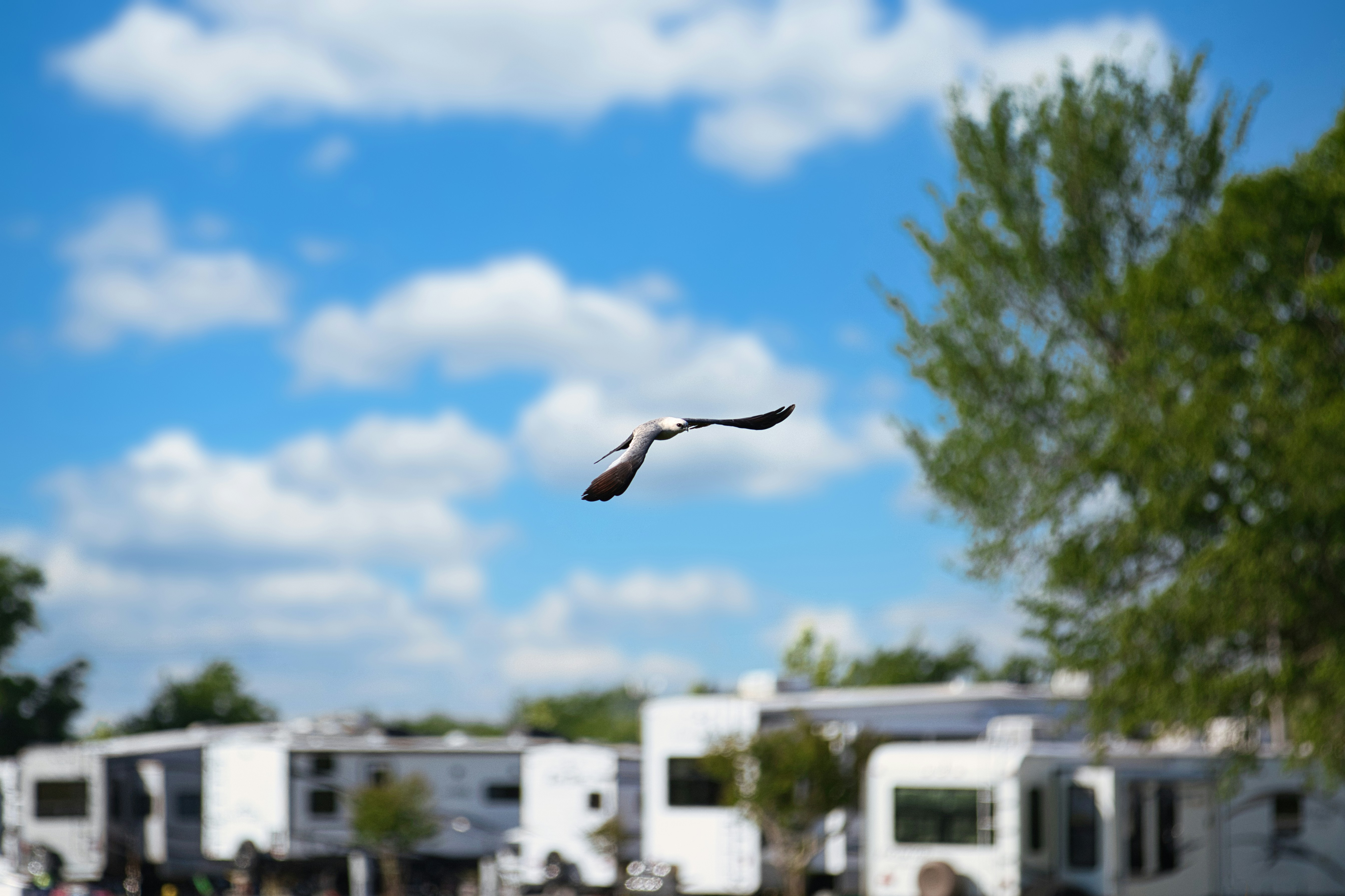 A bird soars over campground structures.