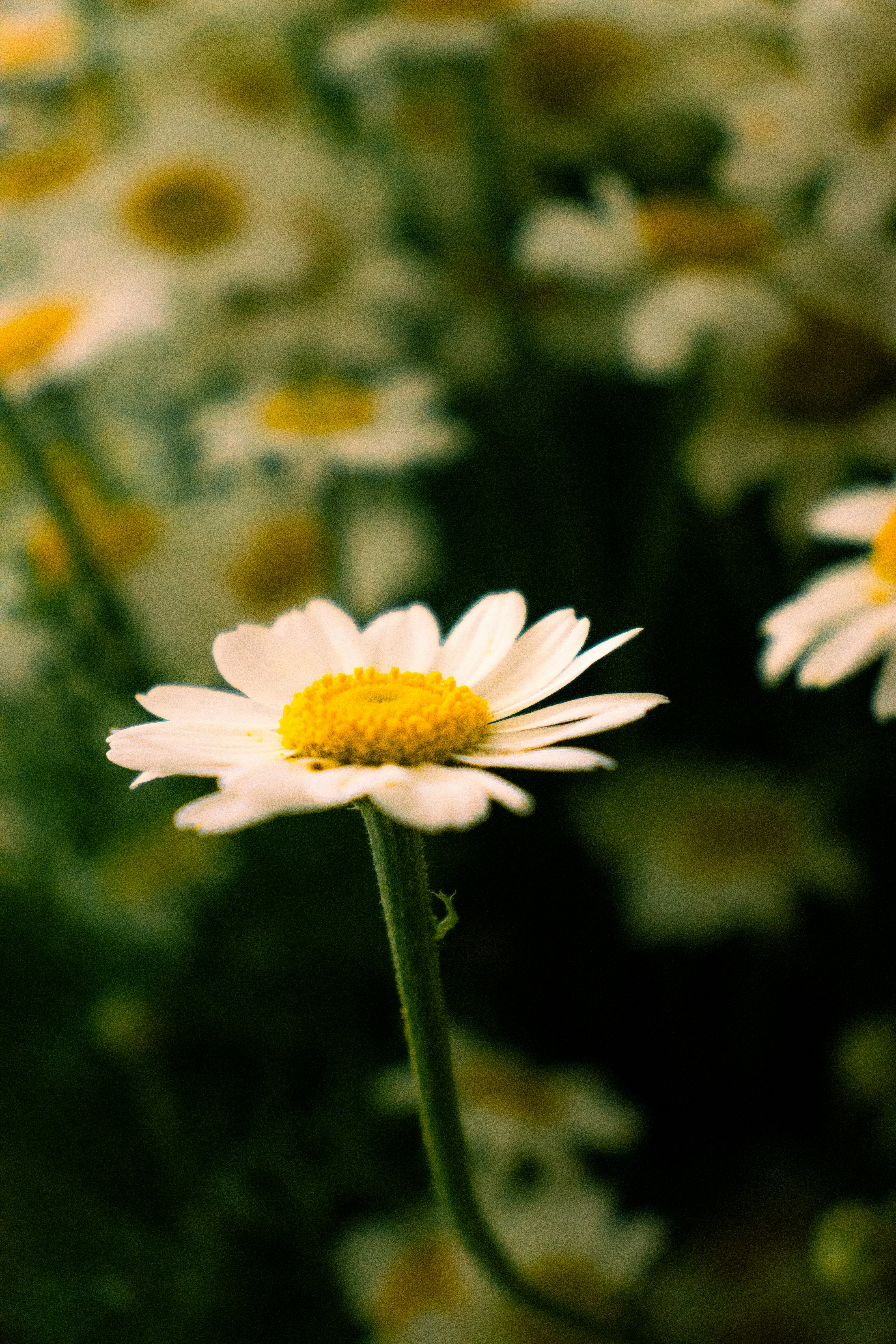 Lone Daisy in Focus: White Petals and a Golden Core in a Velvet Meadow