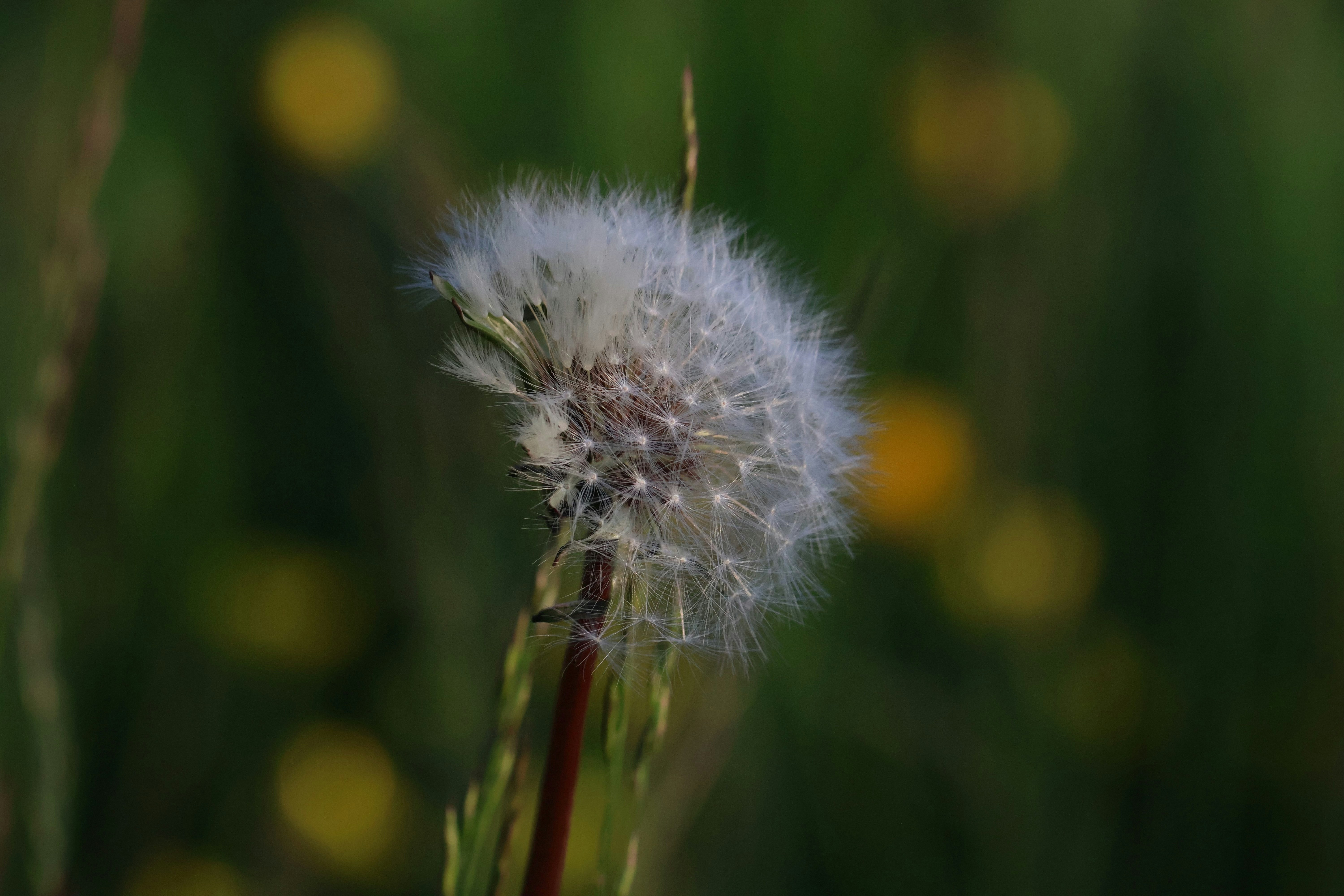 Whispering Seed: a Dandelion Puff in Quiet Meadow Light