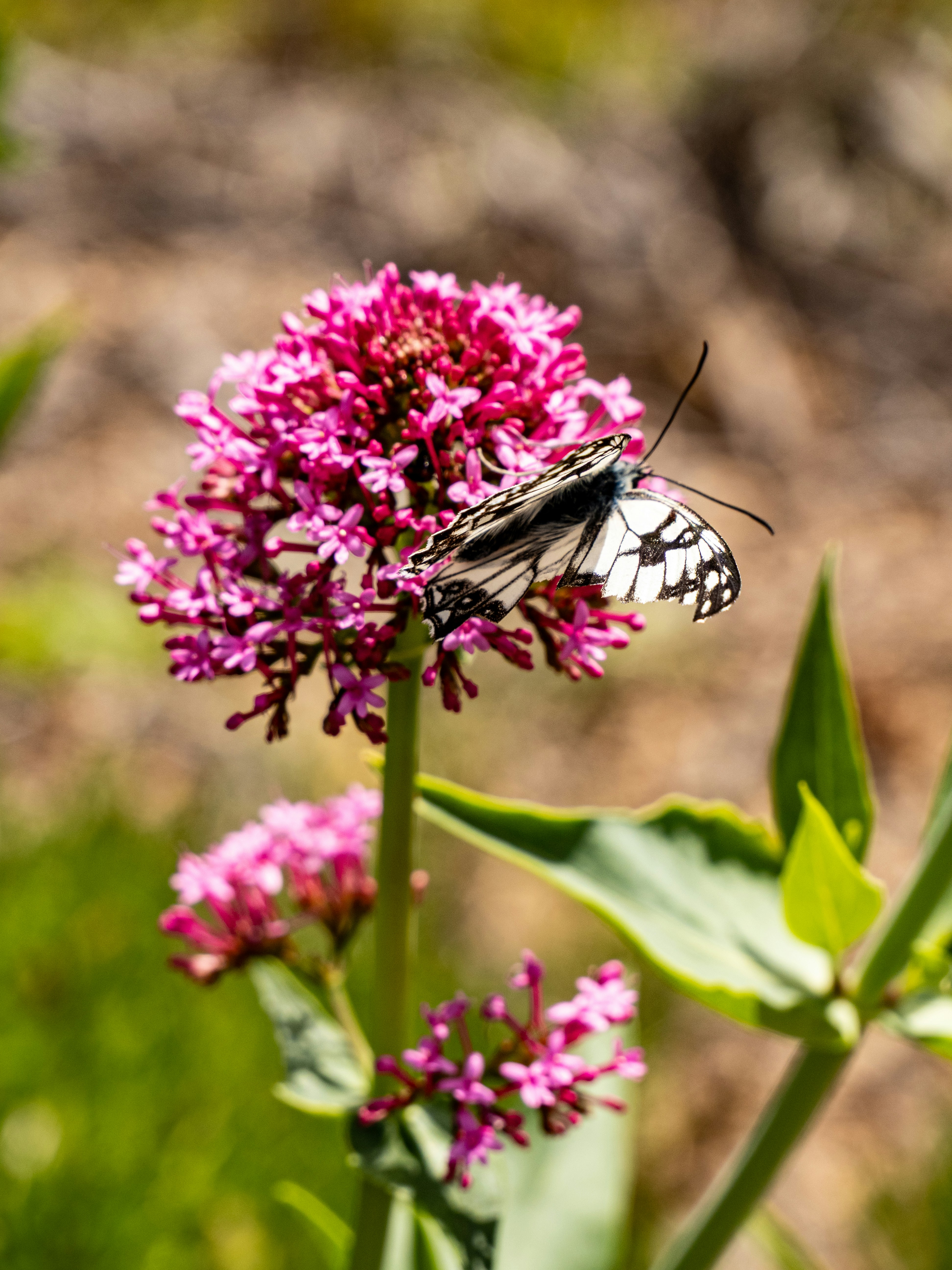 Butterfly on a Pink Crown: a sunlit garden macro moment