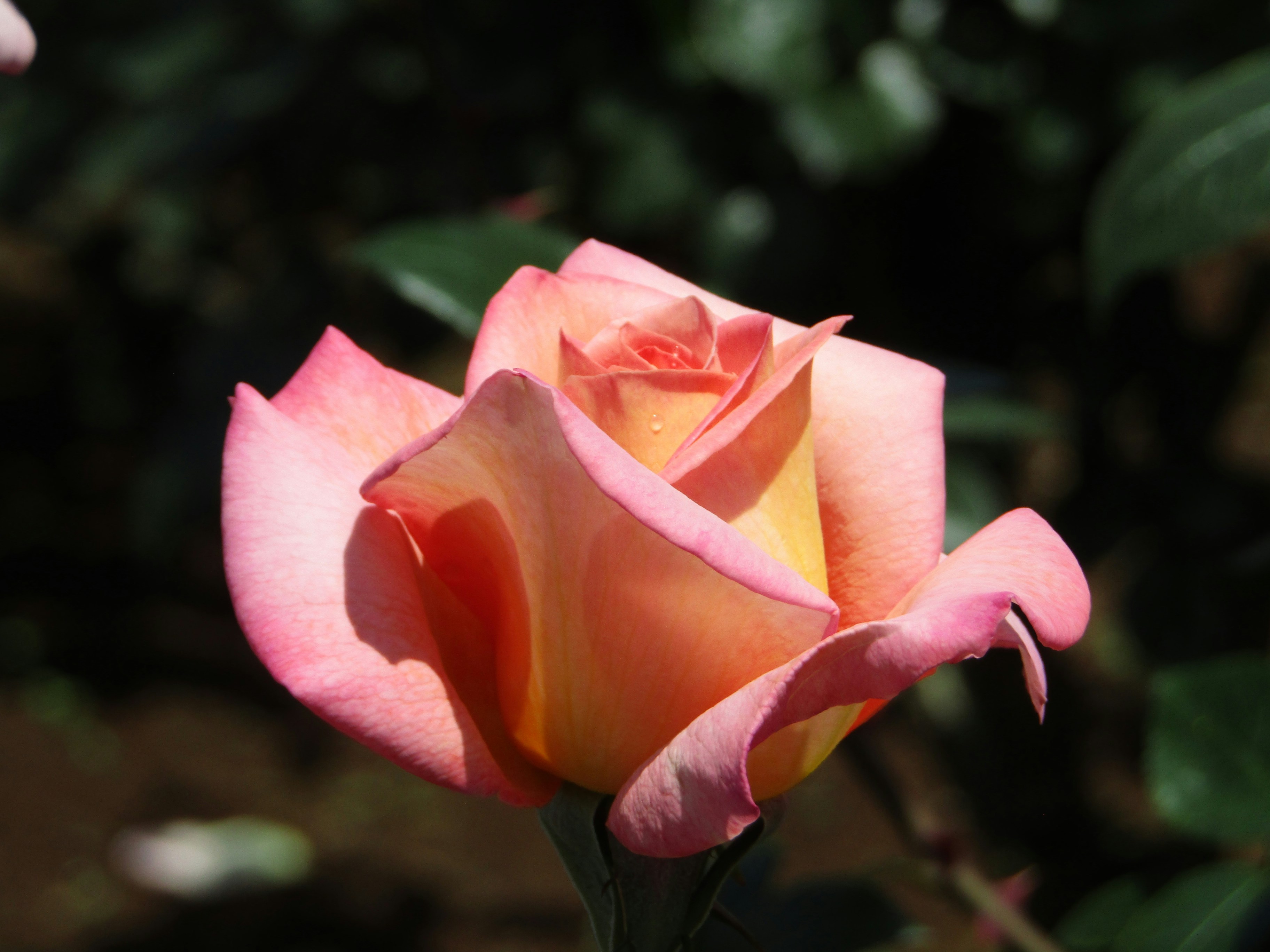 A beautiful peach-colored rose is blooming. photo – Free Flowers Image ...
