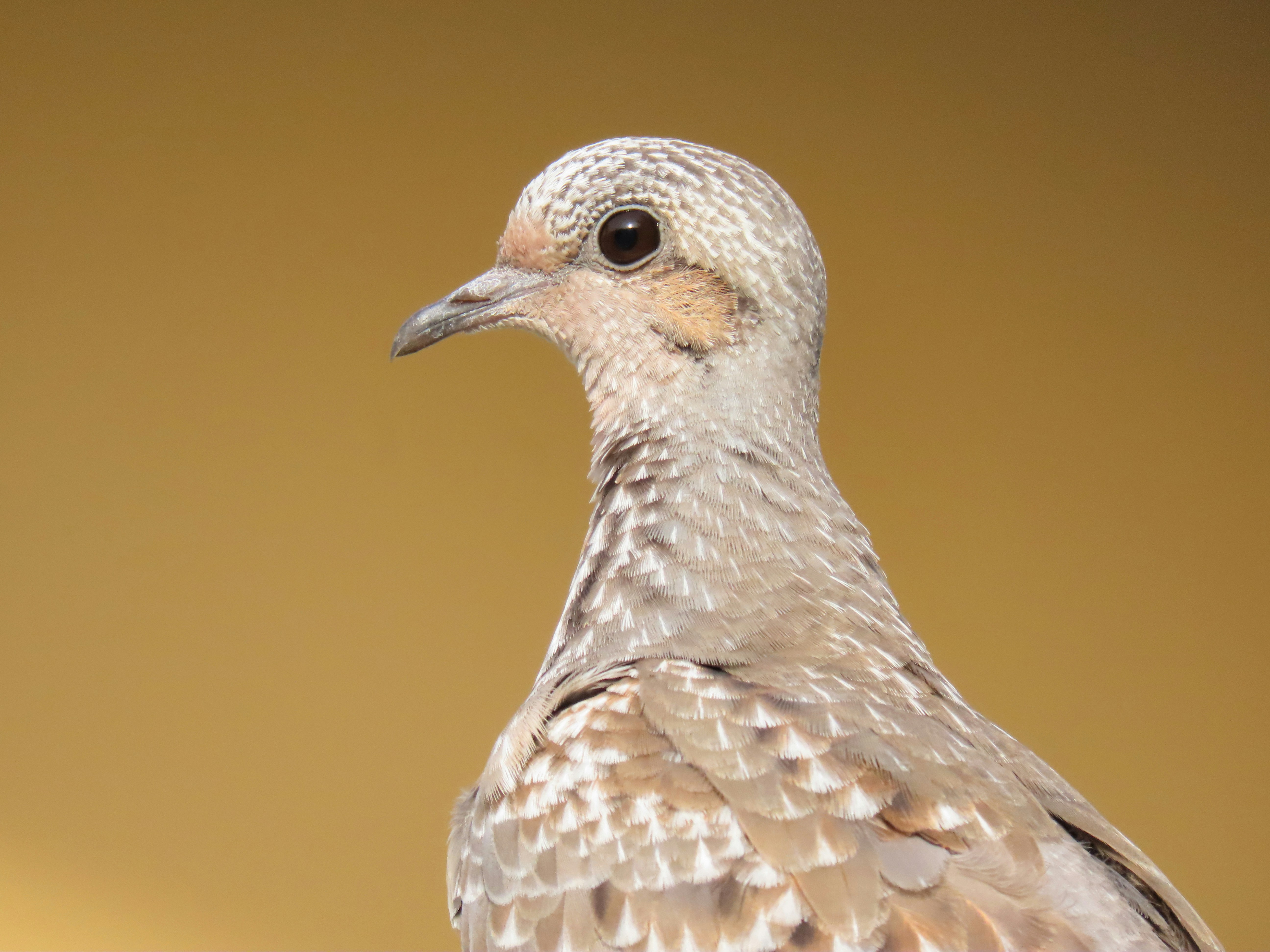 Amber Bokeh Spotlight: Close-Profile Dove in Warm Tones