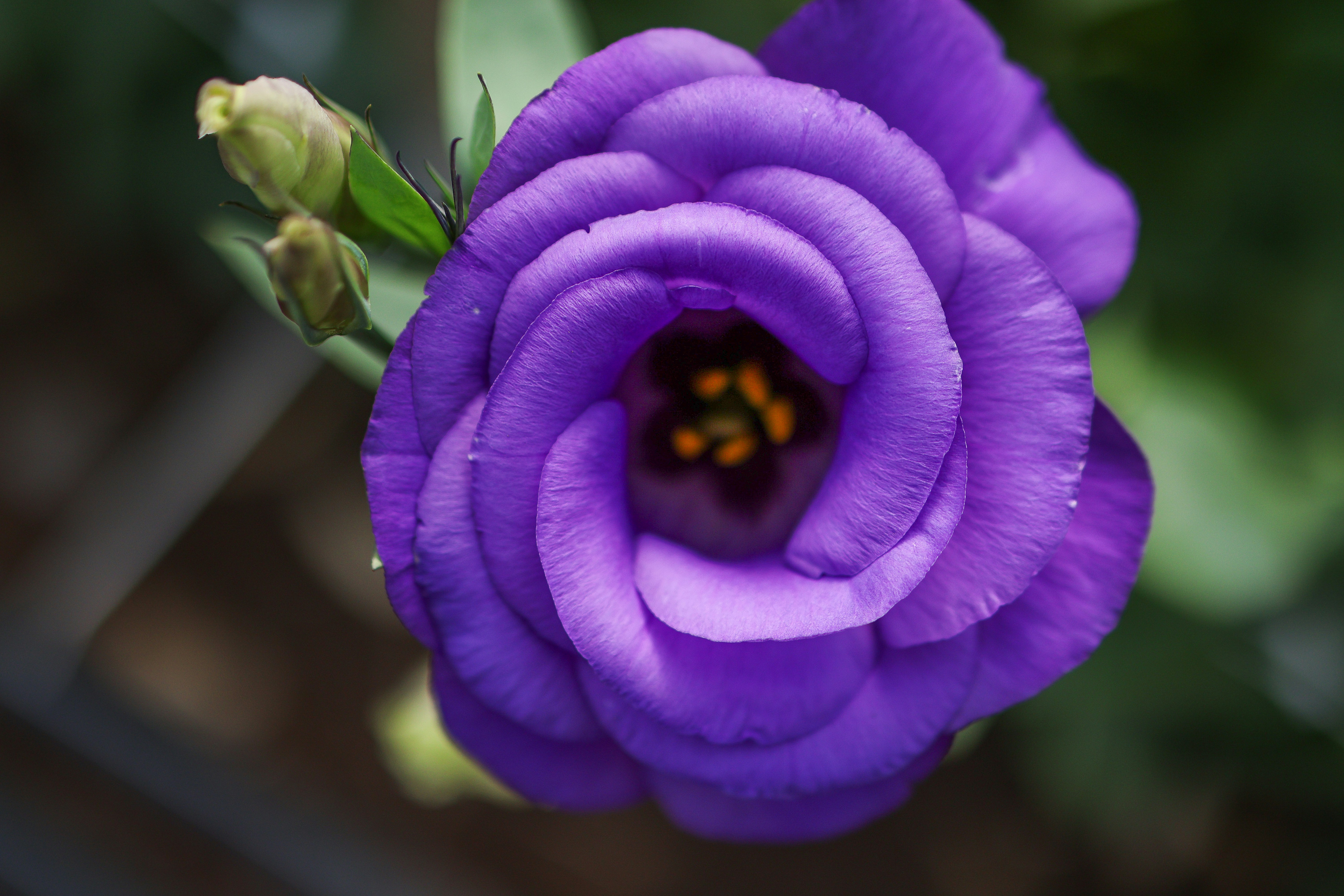 Velvet Violet Spiral: a Macro Portrait of a Purple Bloom