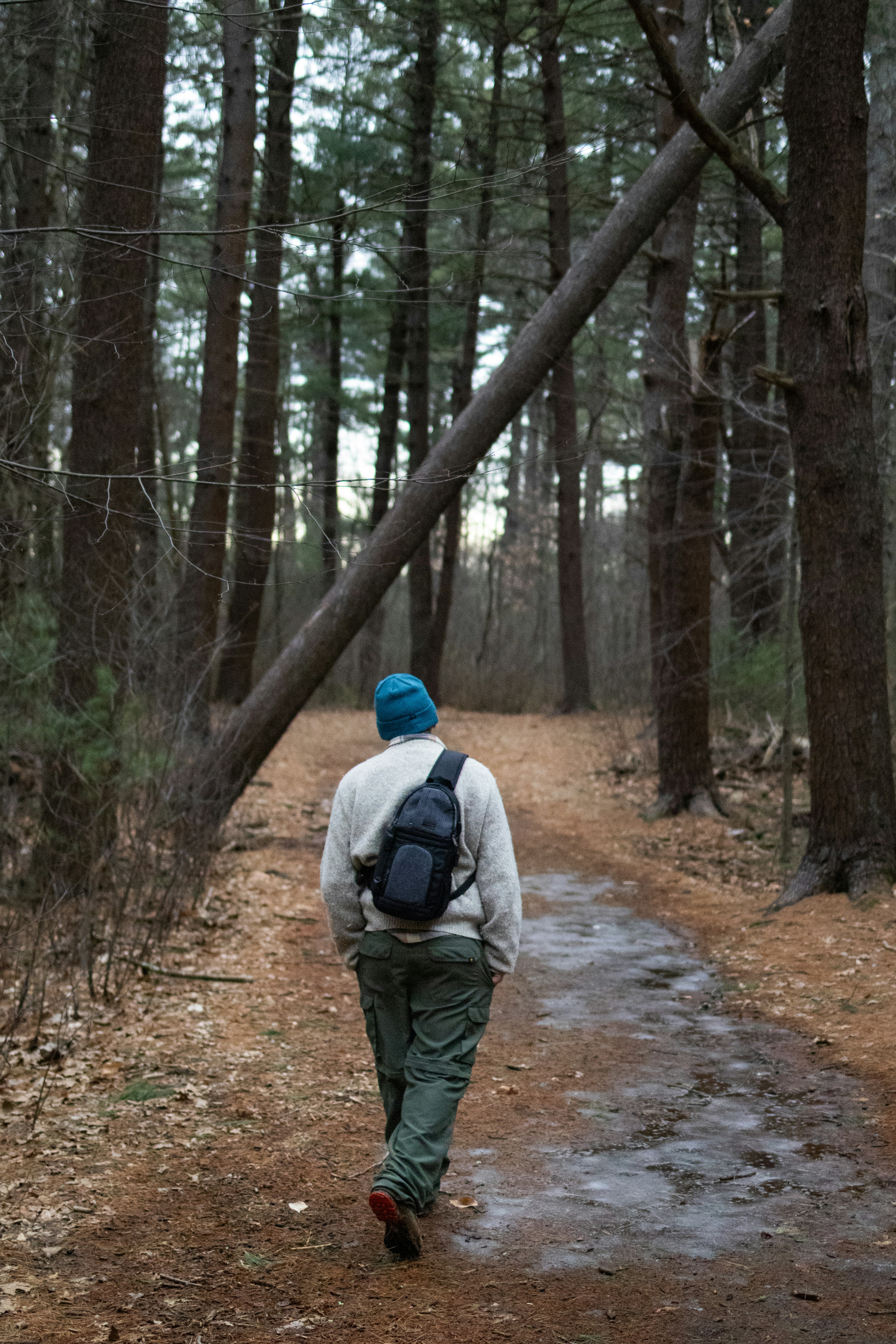 Hiker navigating a serene forest path, flanked by tall trees and a fallen trunk. The scene captures the tranquility of nature on a cool day.