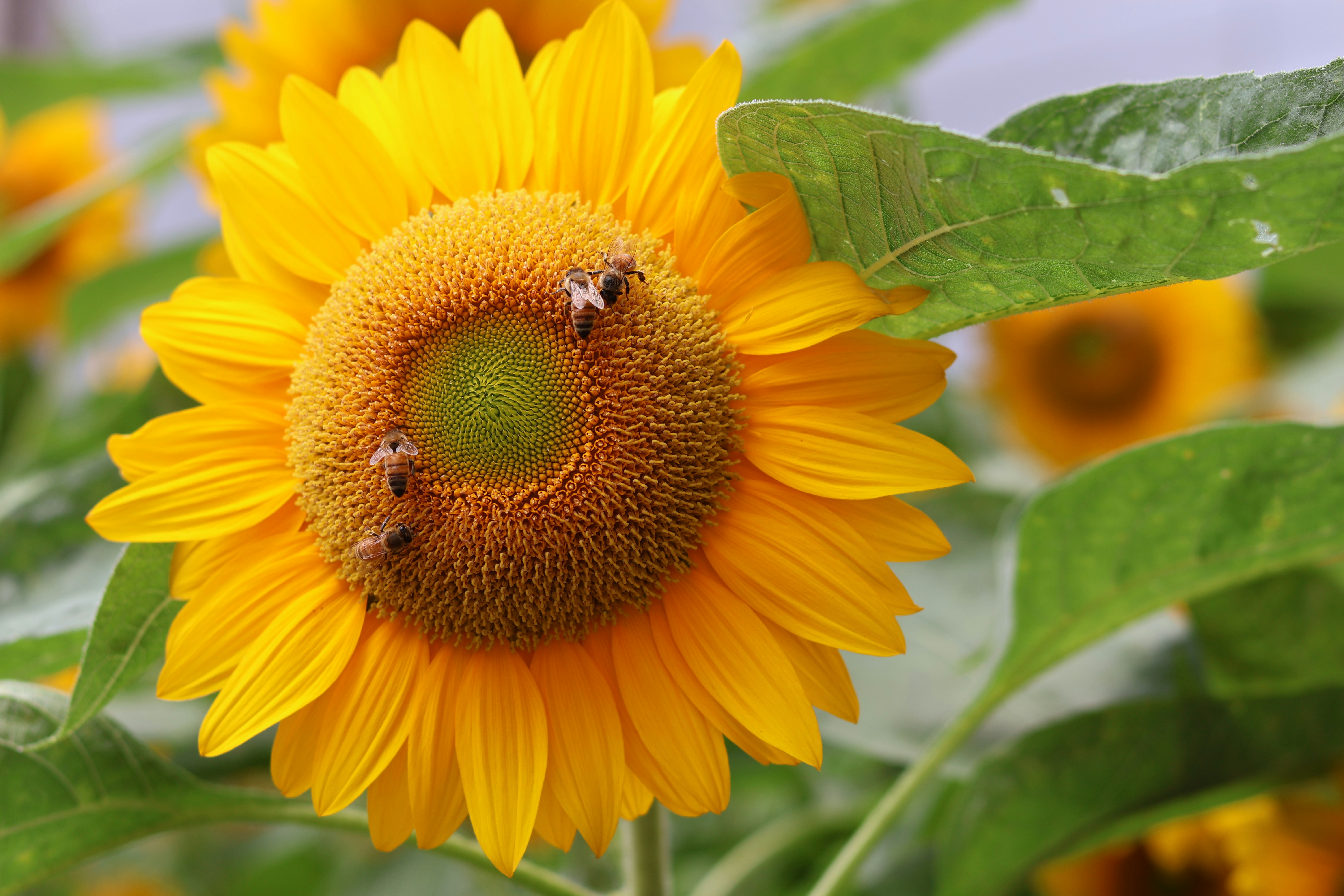Bee-Glazed Center: A Sunflower in Golden Focus