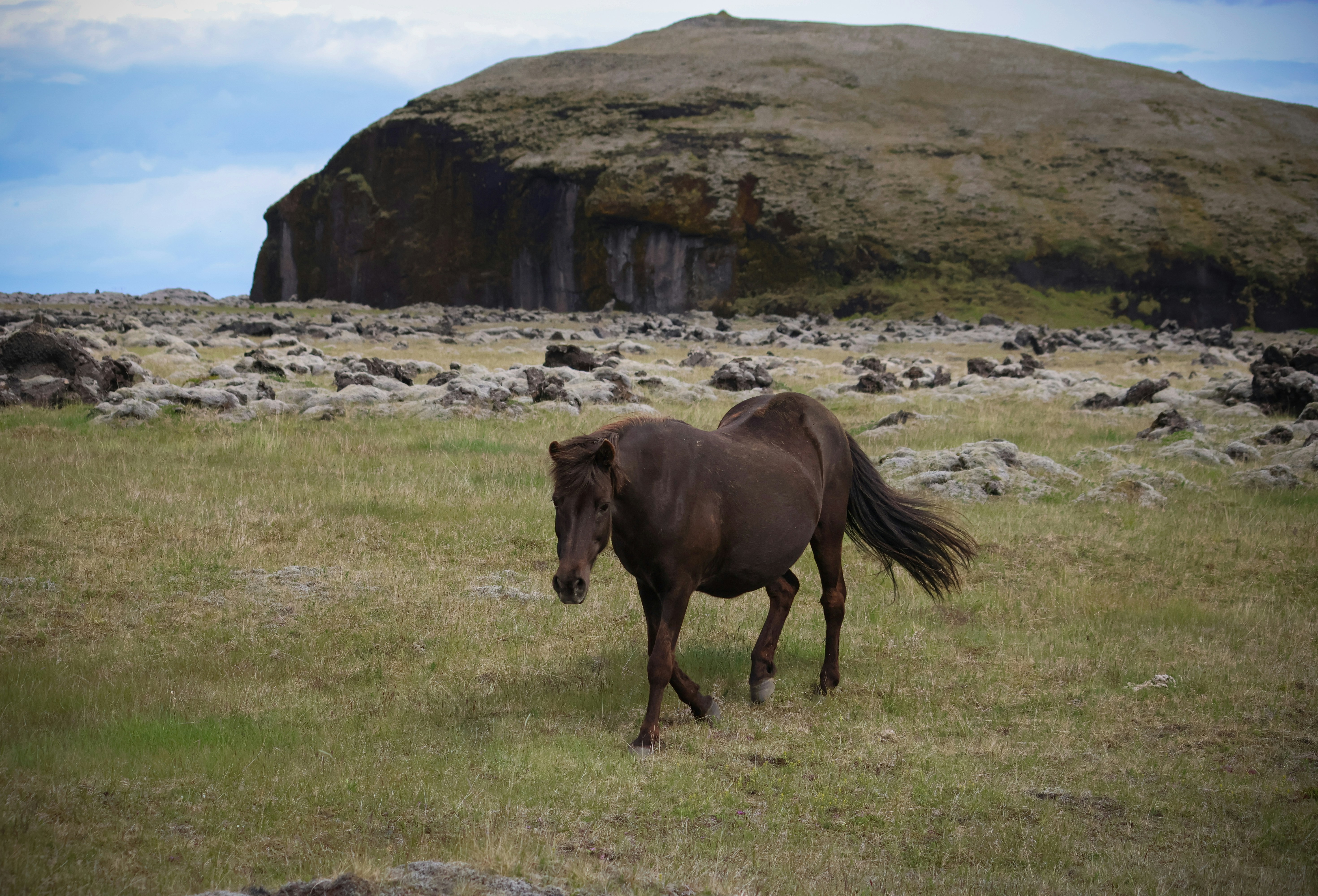 The Lone Wanderer of the Icelandic Highlands