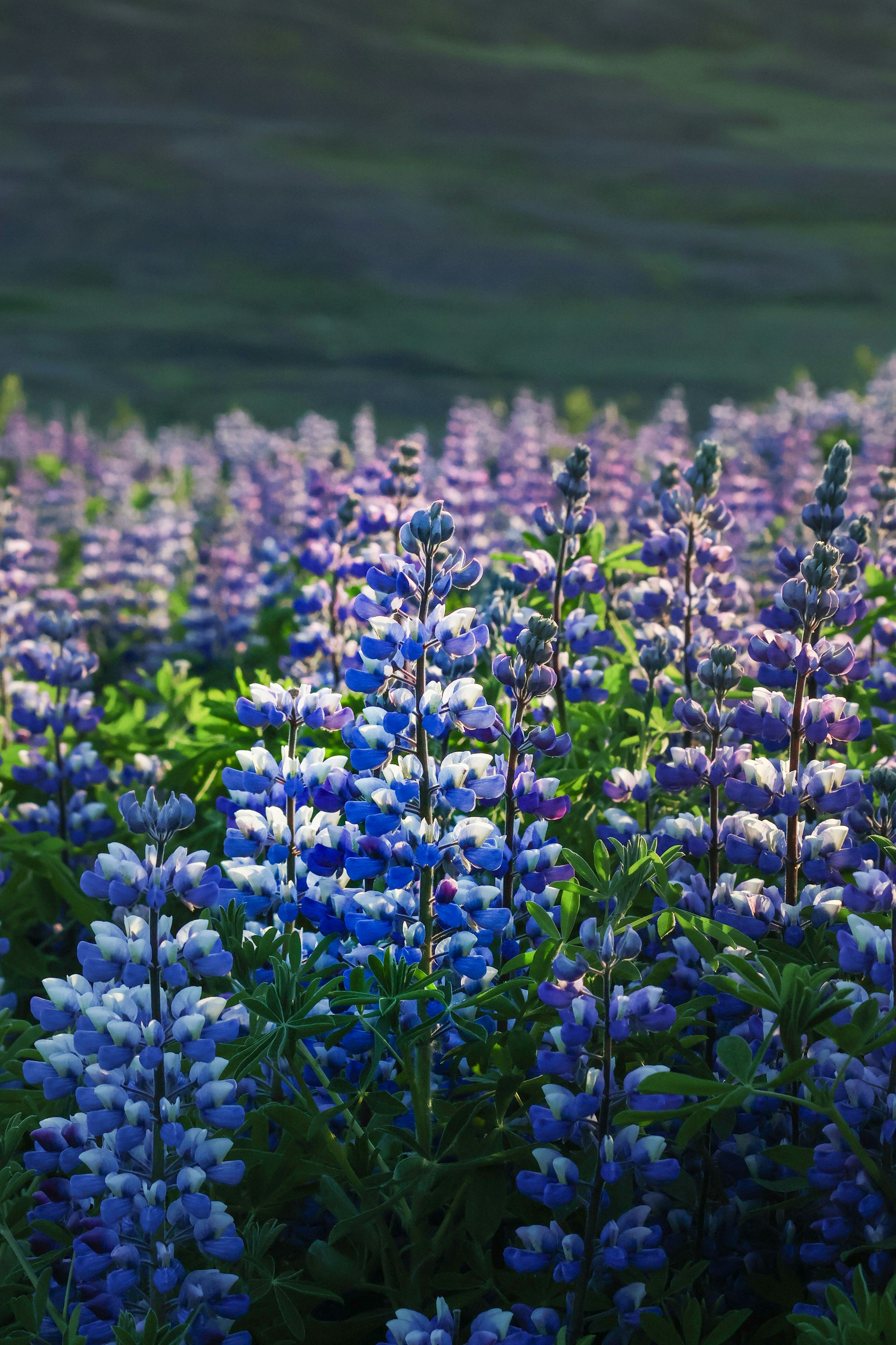 Indigo Spires in a Sunlit Lupine Field