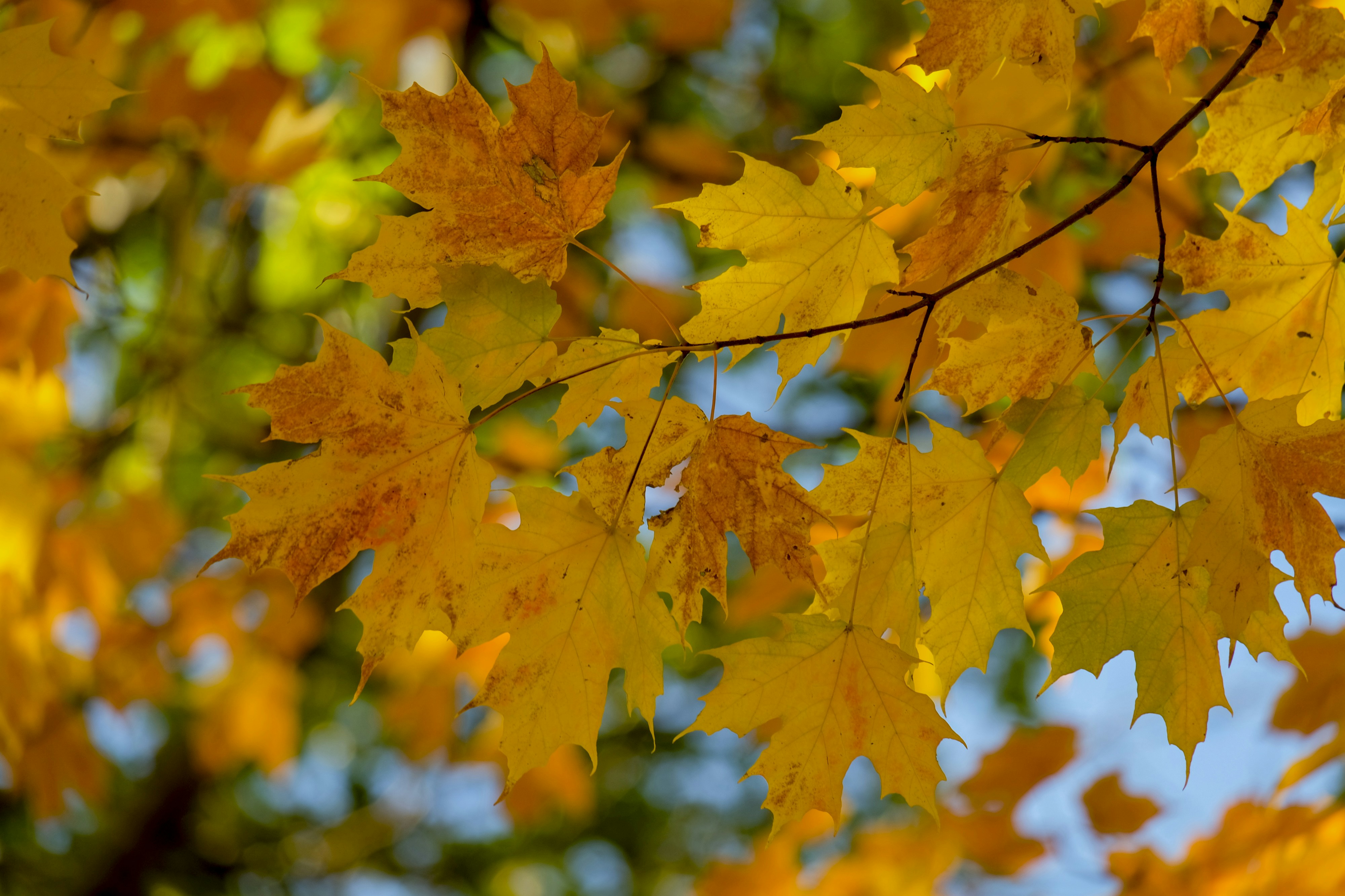 Autumn leaves display vibrant yellow hues.