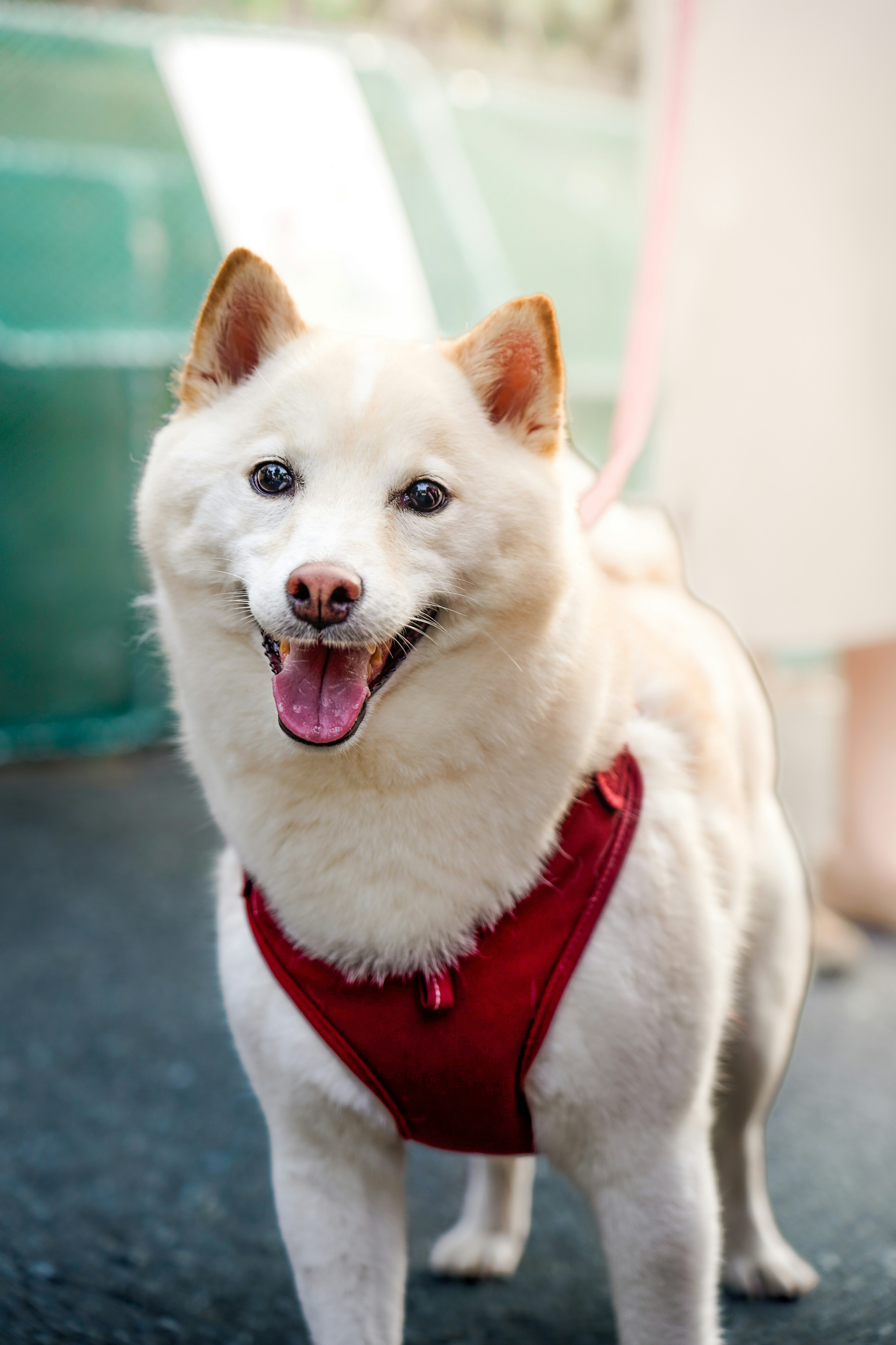 Sunlit white dog in a red harness greets the camera with a joyful grin