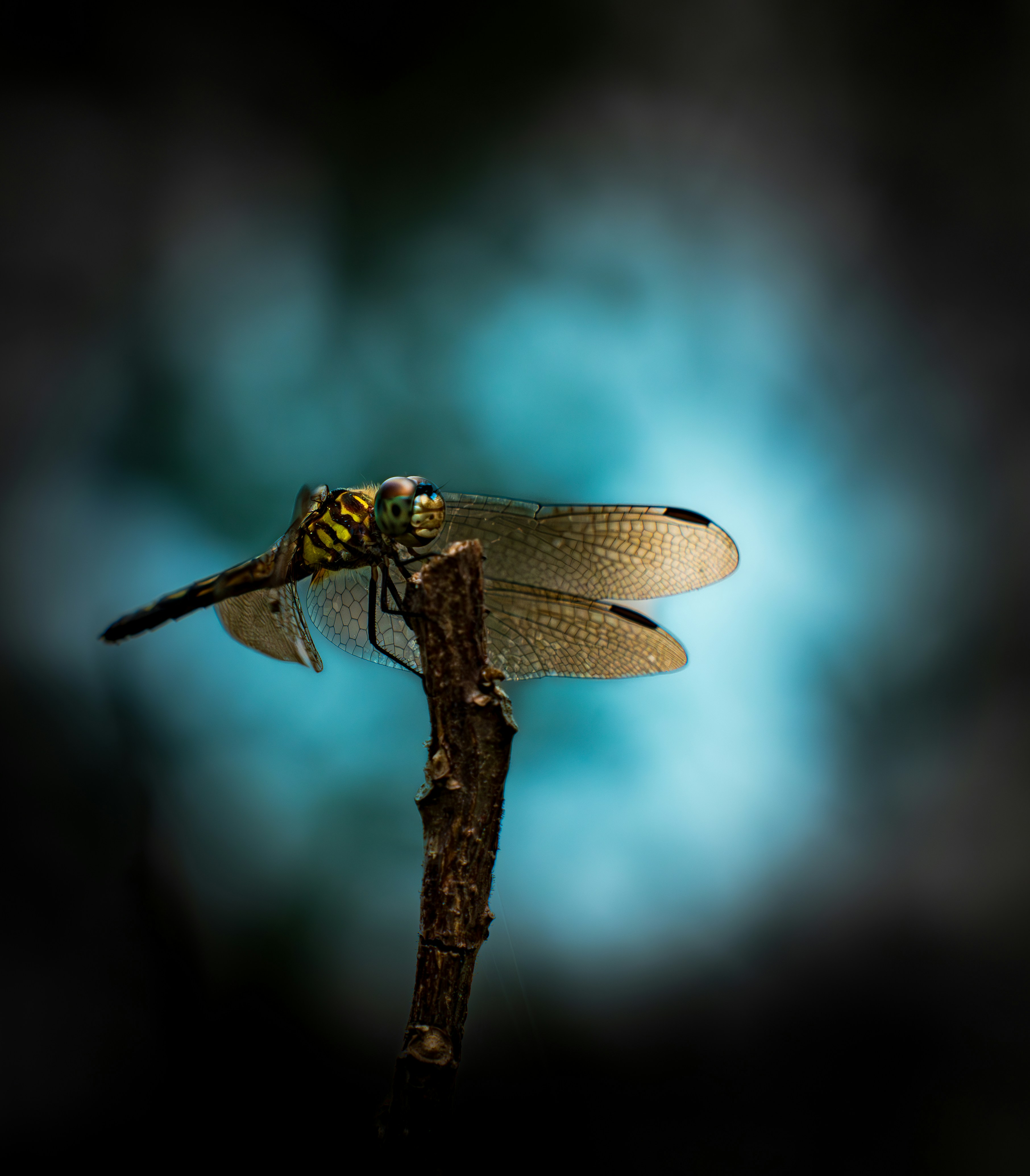 Cyan Halo: Dragonfly Perch on a Quiet Twig