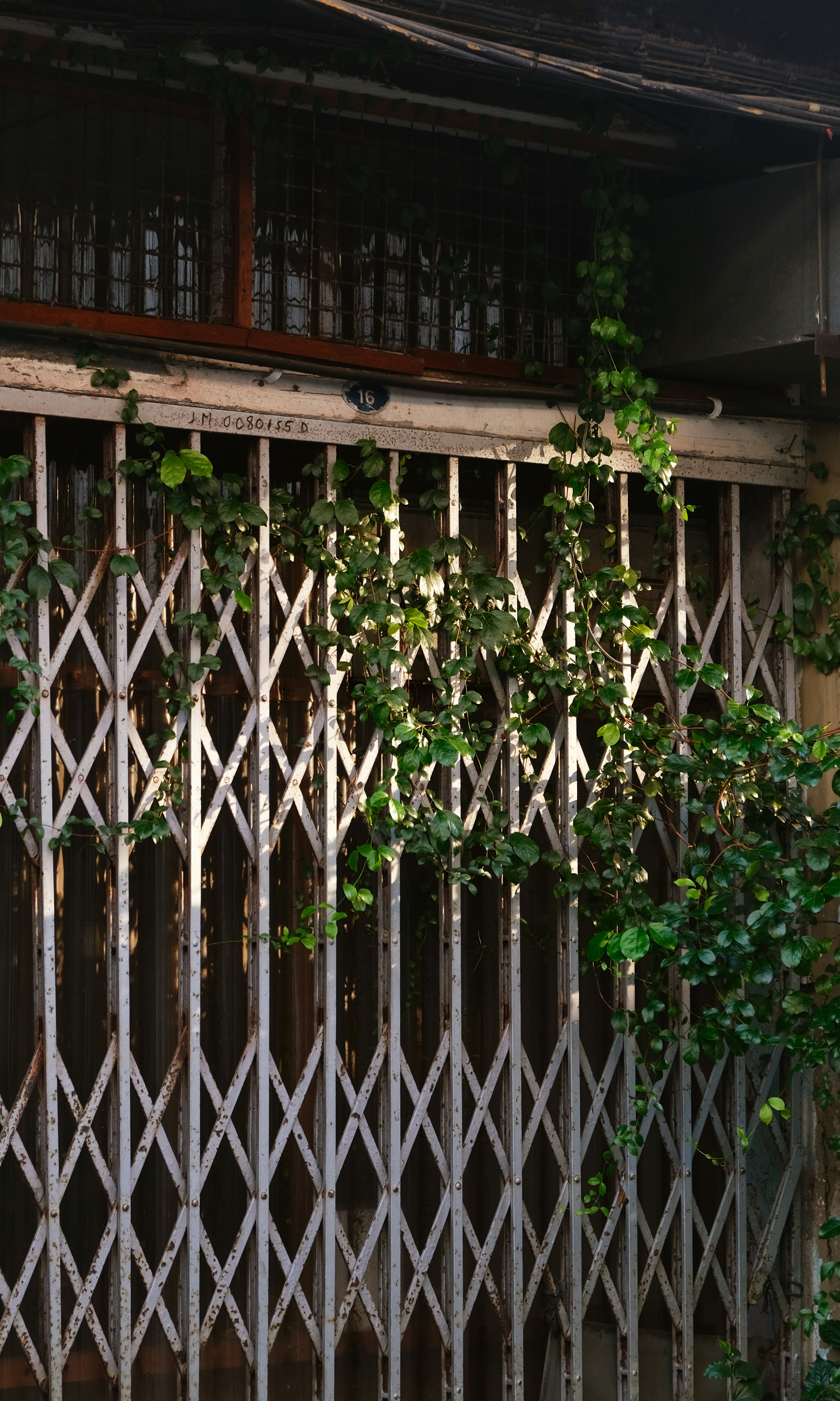 Nature's Embrace on Urban Barriers