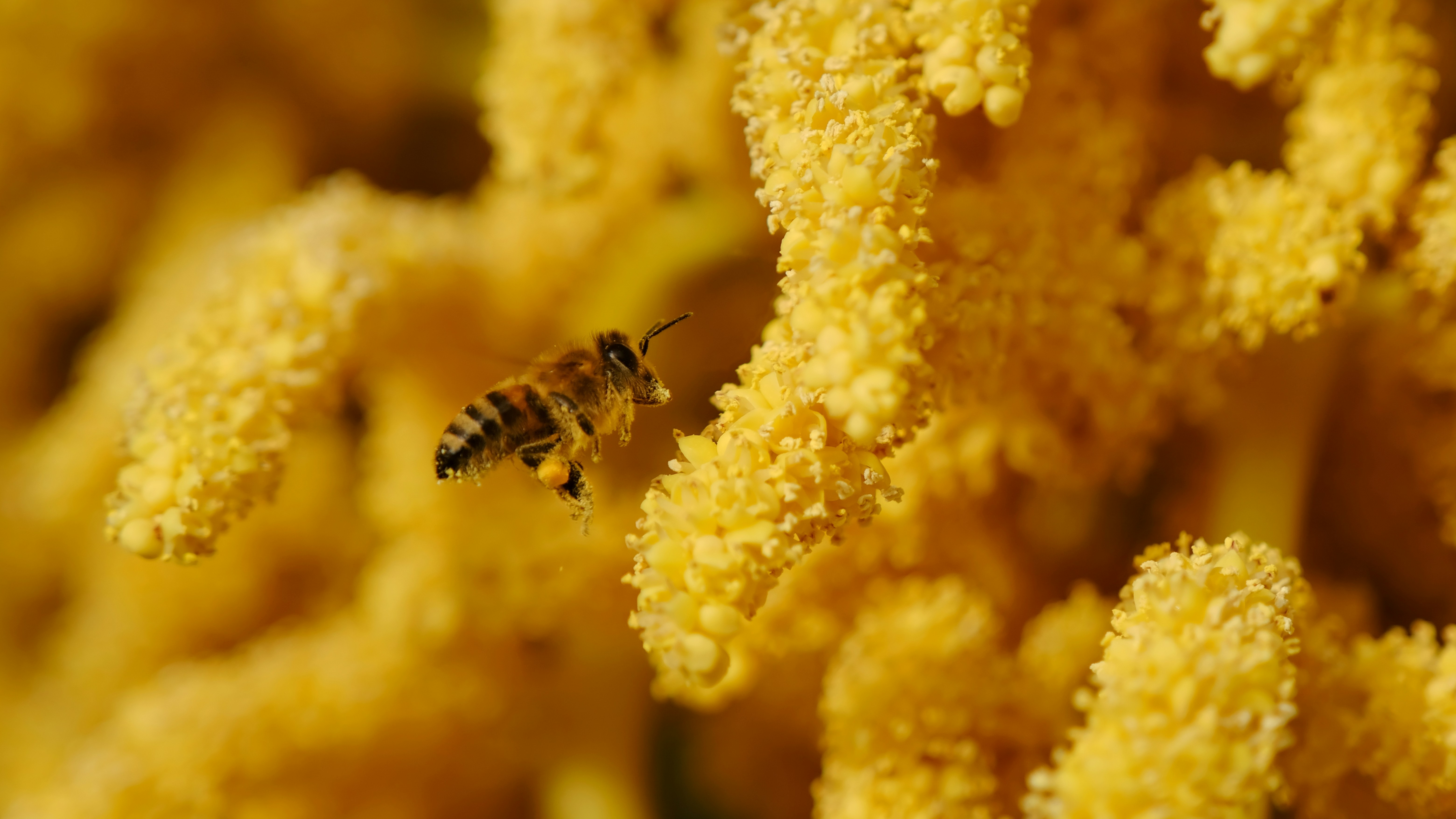 14 Insects That Are Smarter Than You Think - Animals Around The Globe