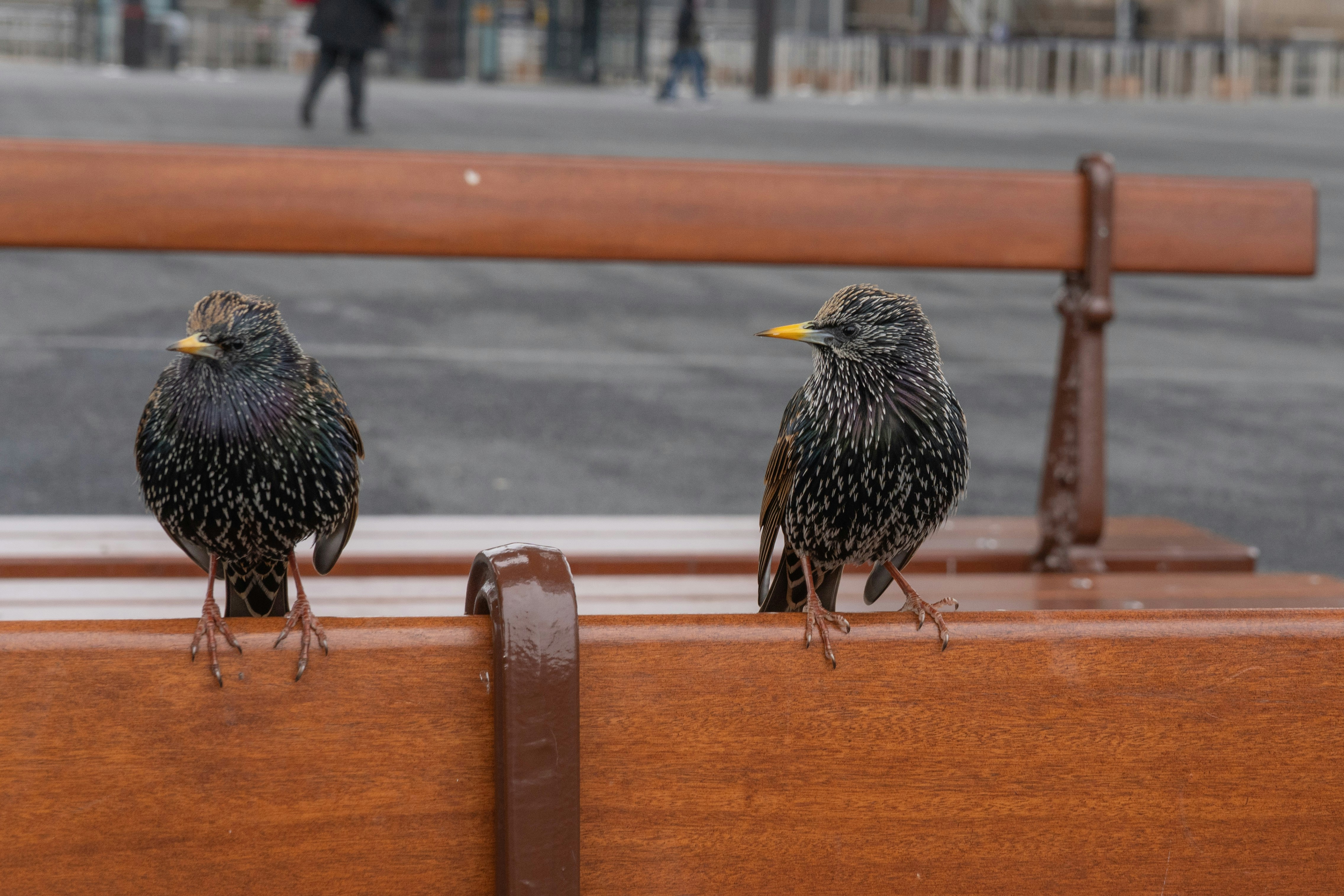 Two urban starlings perch together on a sunlit park bench