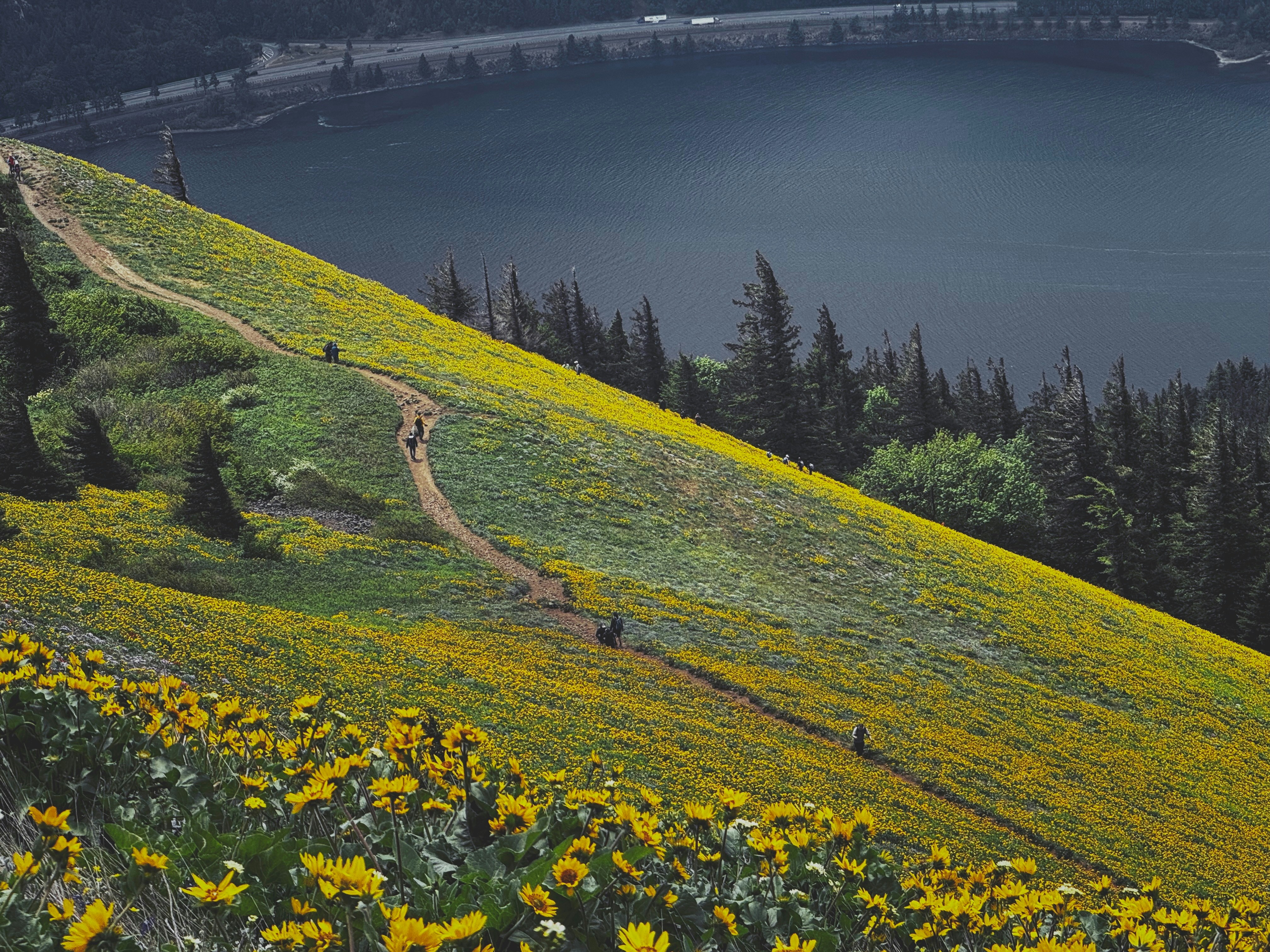 Trail of Gold: A hillside carpeted in wildflowers beside a tranquil alpine lake