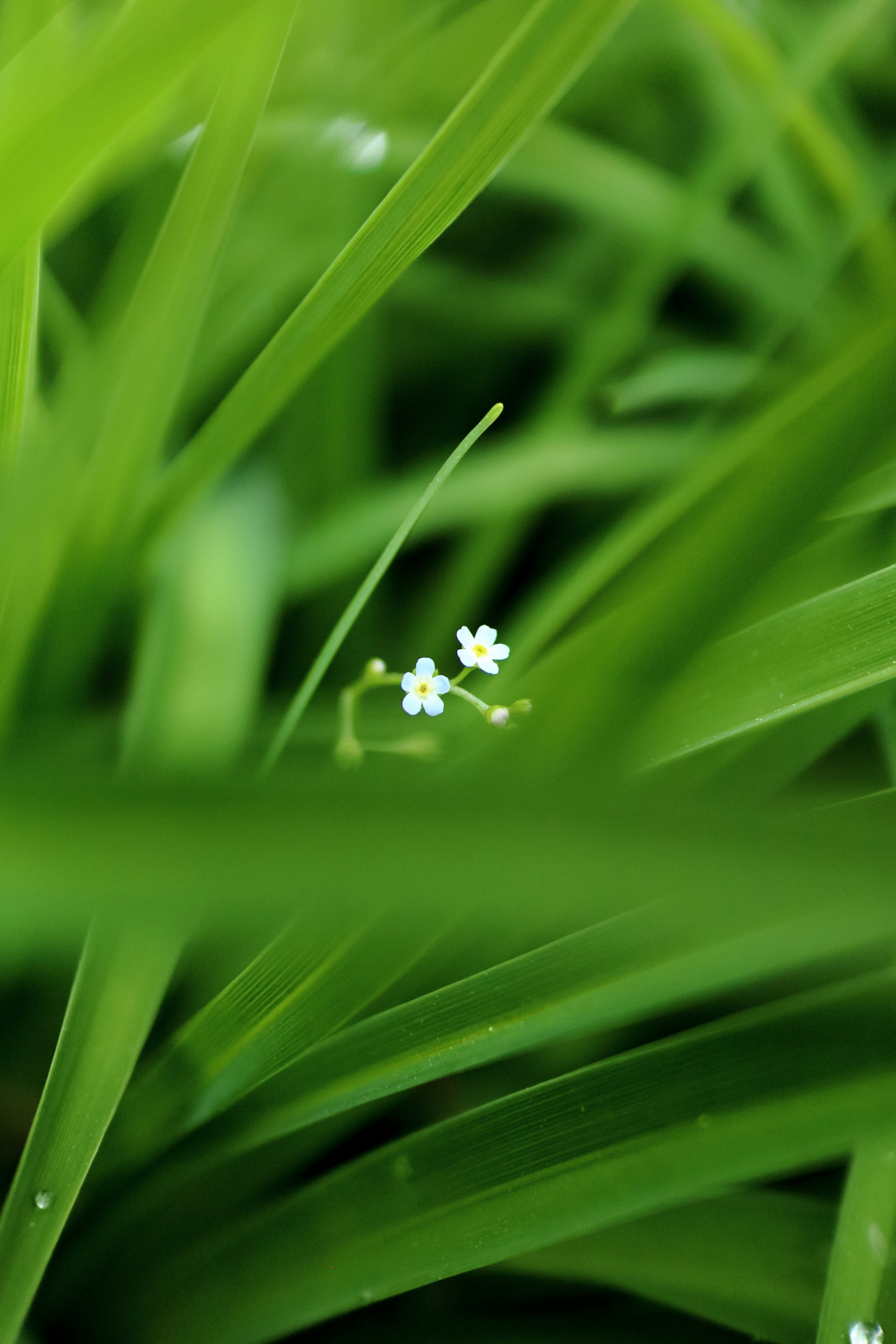 Whispers of Spring: A Floral Secret Beneath the Green
