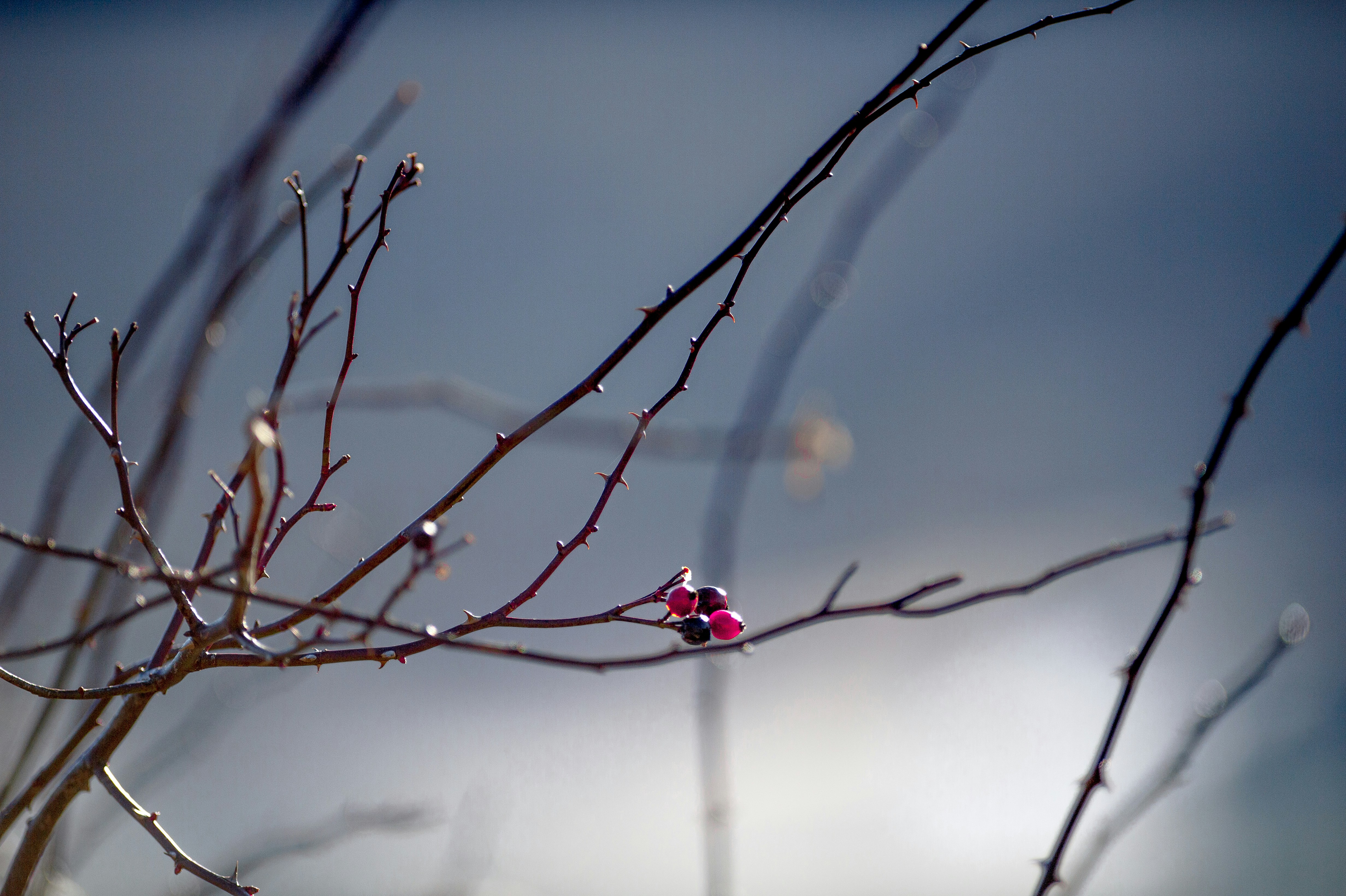 Red Berries on a Bare Branch in Soft Winter Light