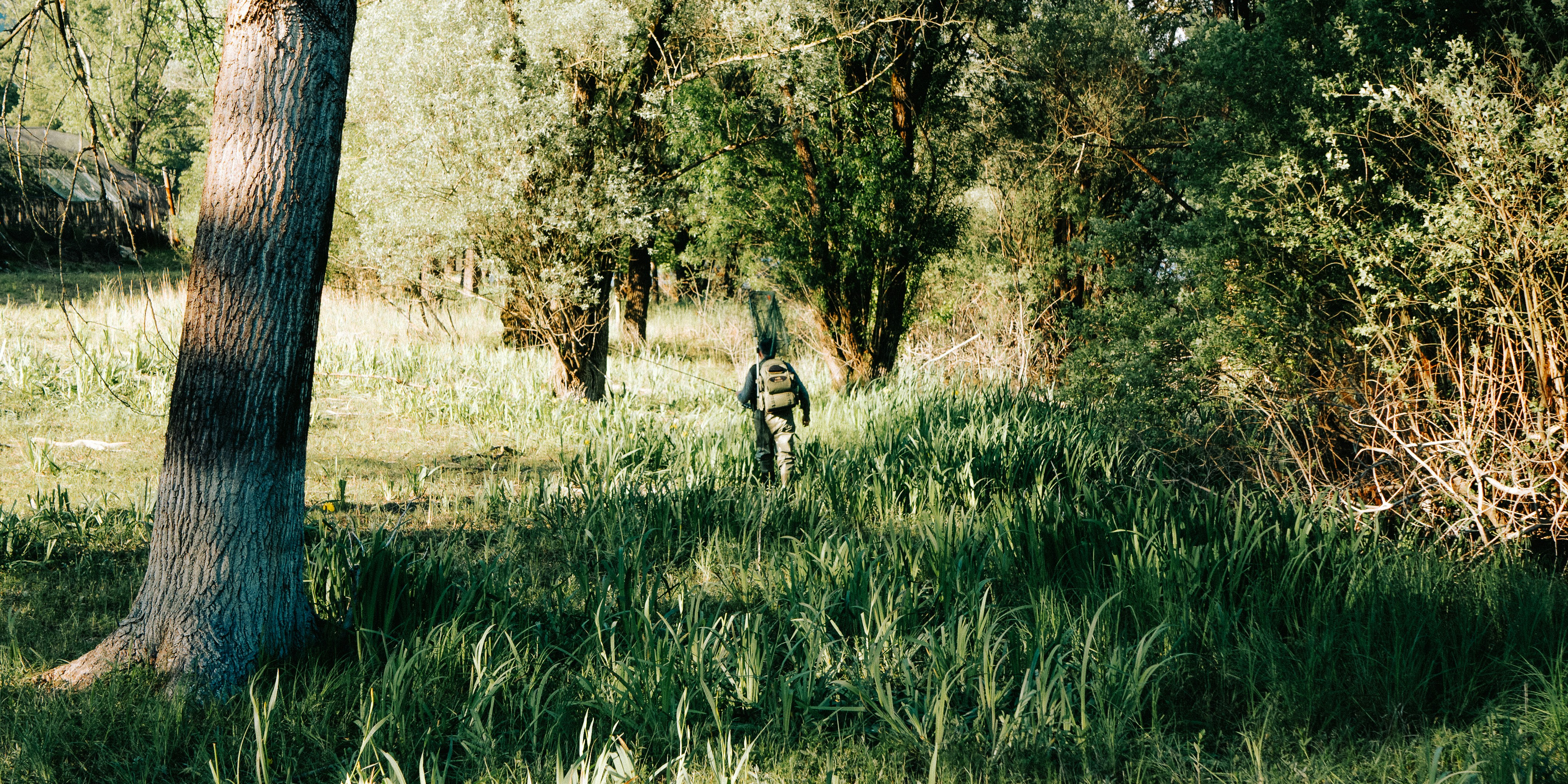 The Silent Wanderer in Nature's Embrace