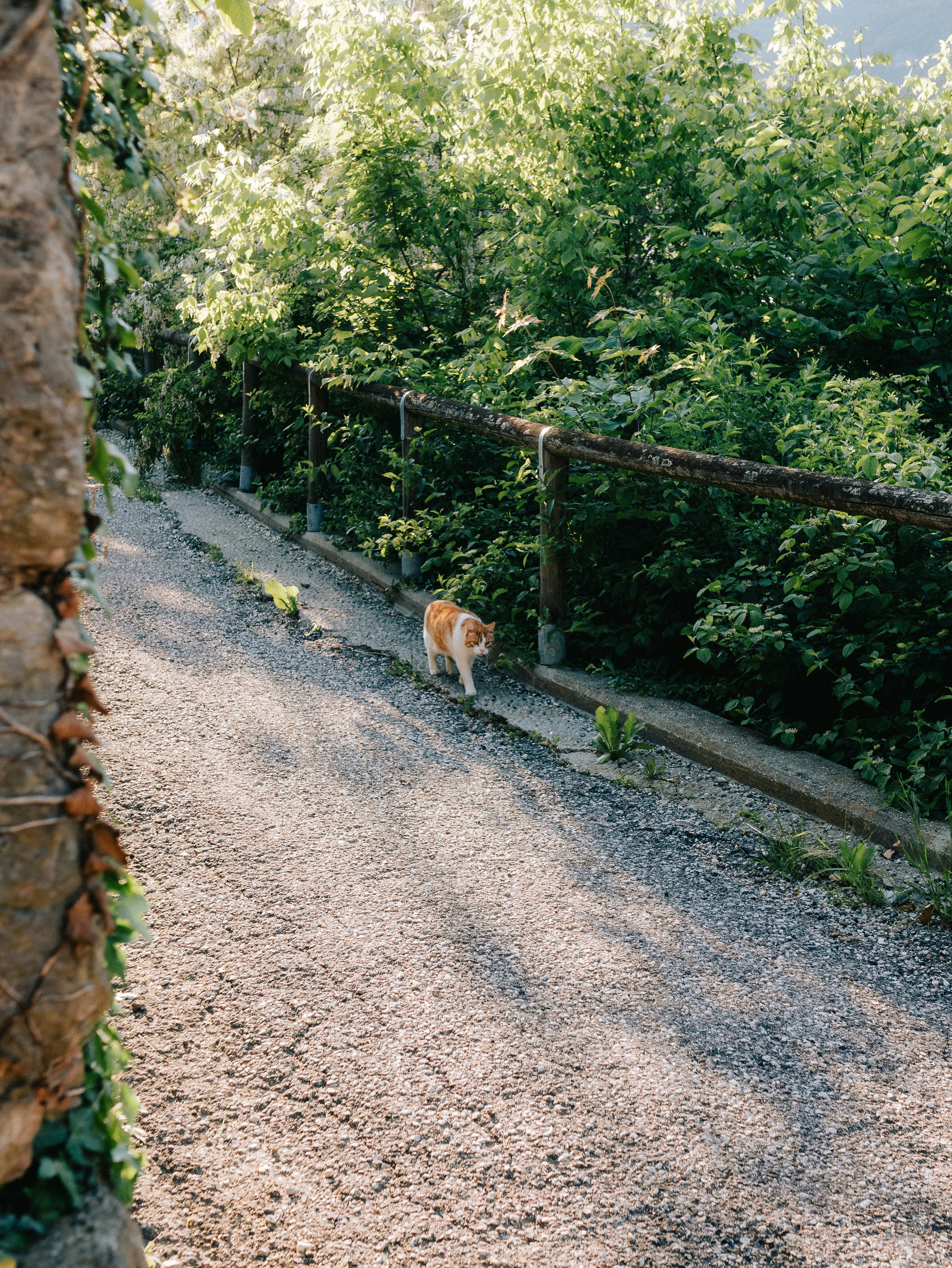 Whiskers in the Wilderness