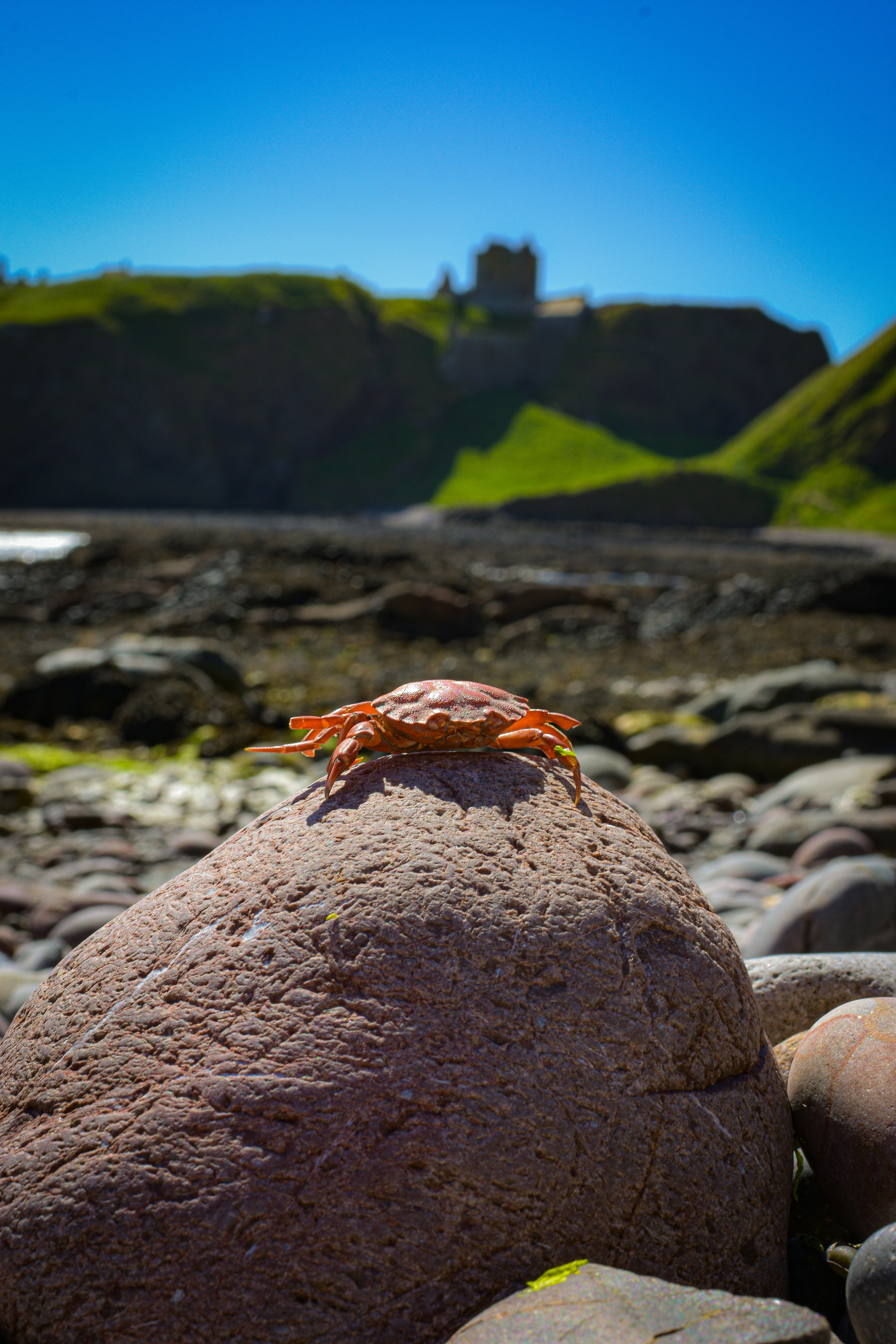 Crab Sentinel on a Weathered Boulder with a Cliffside Fortress Watching the Sea
