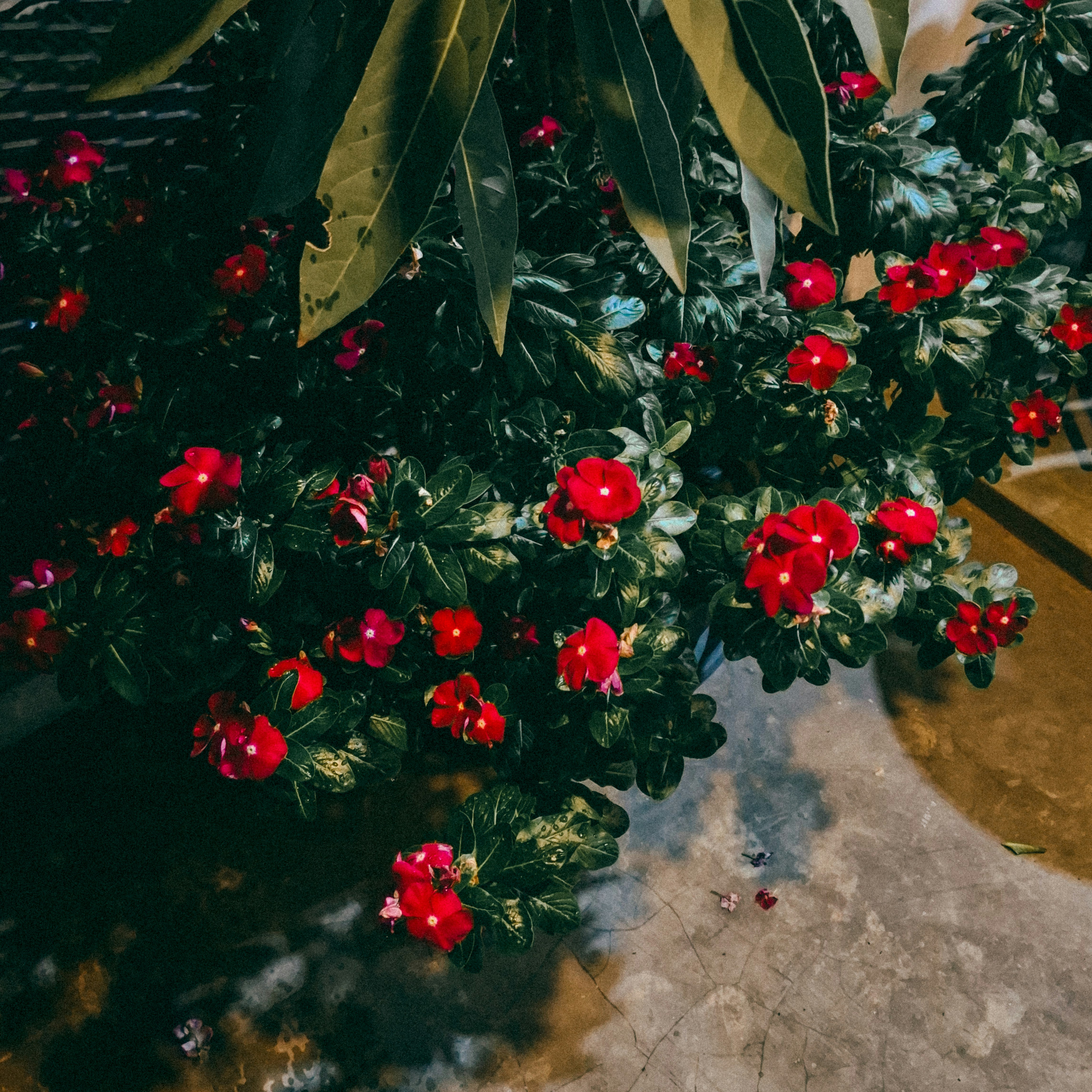 Sample photo from Samsung Galaxy A55