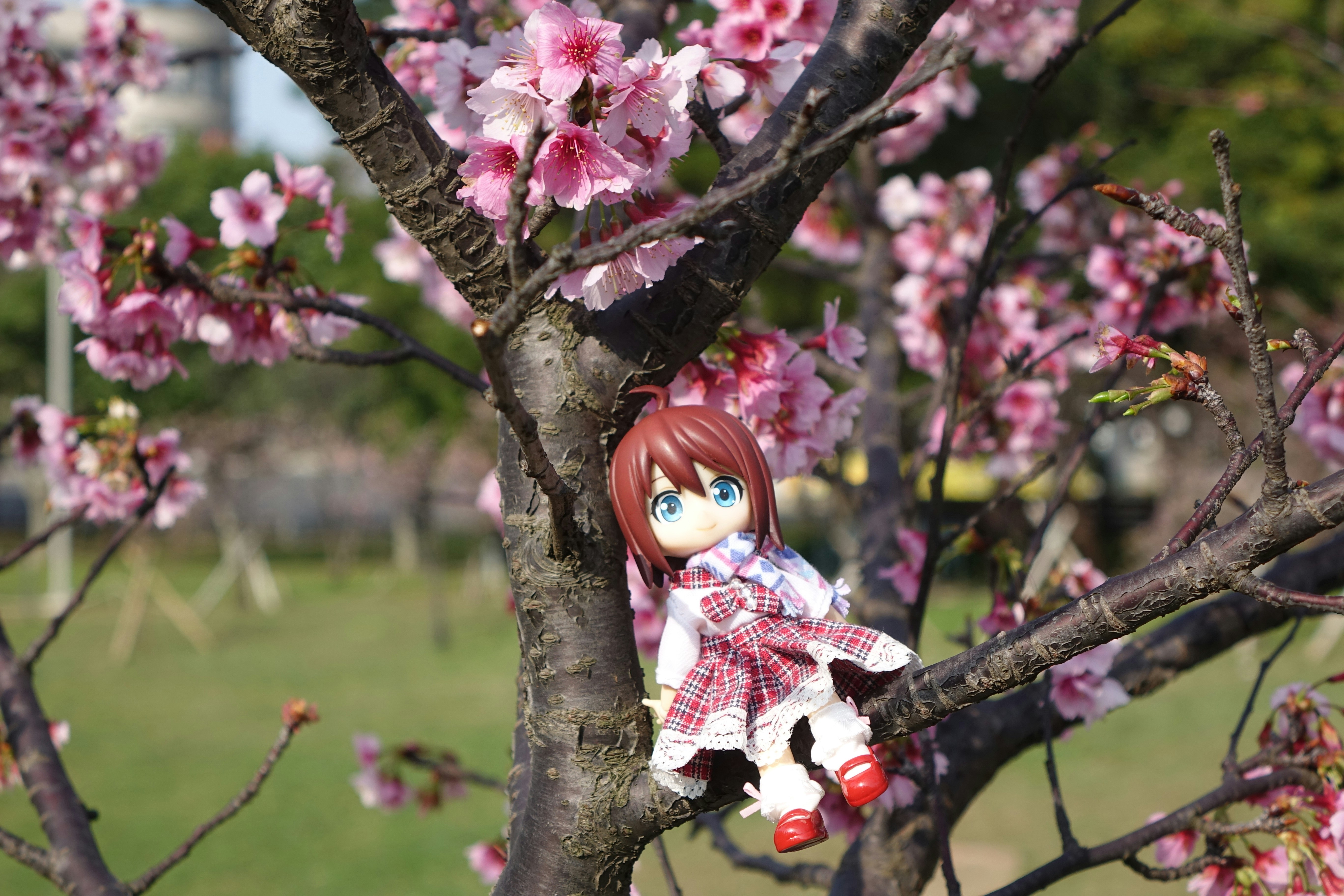 A doll rests on a blooming cherry blossom tree.