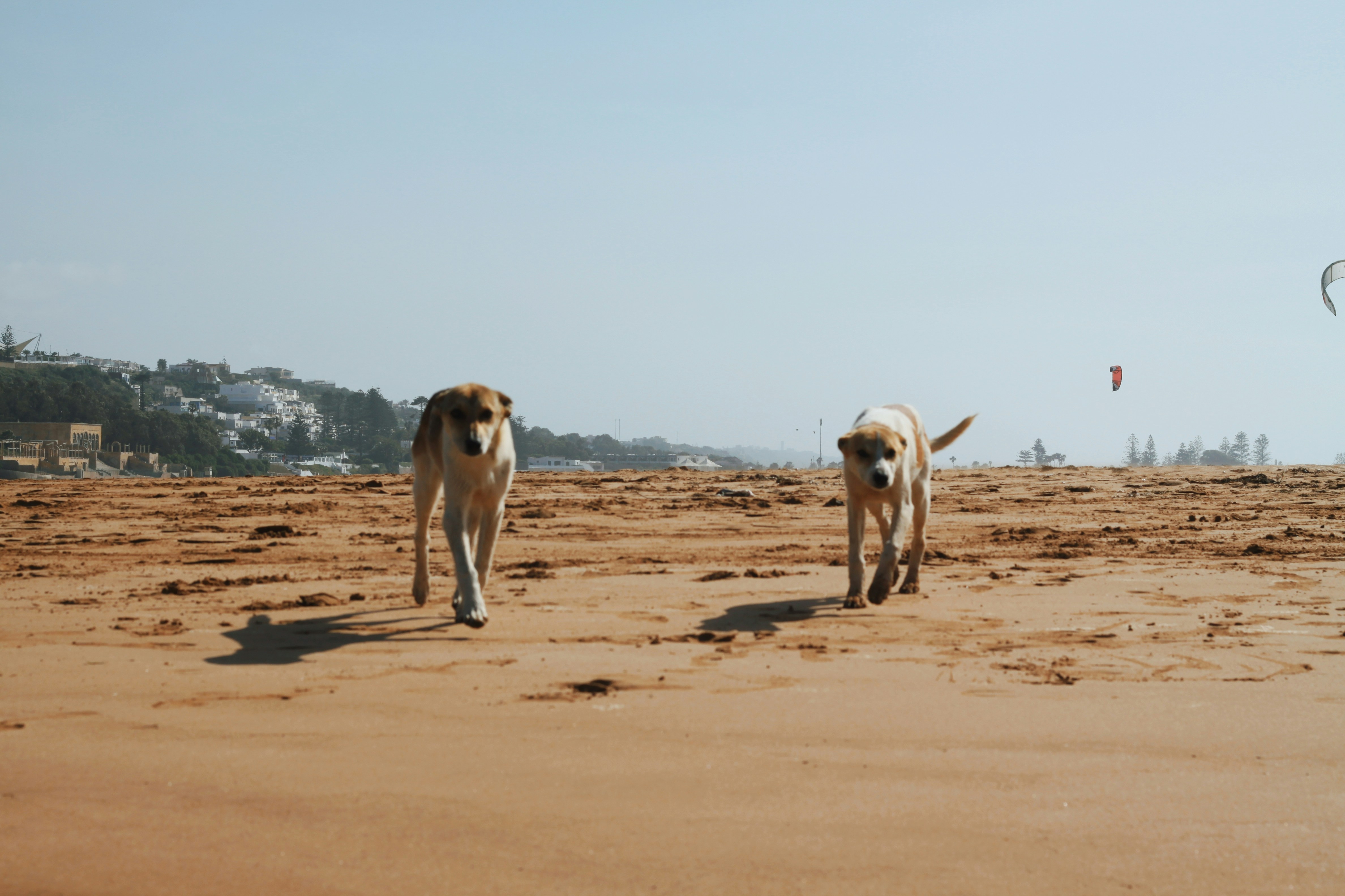 Two Dogs on a Sunlit Seashore