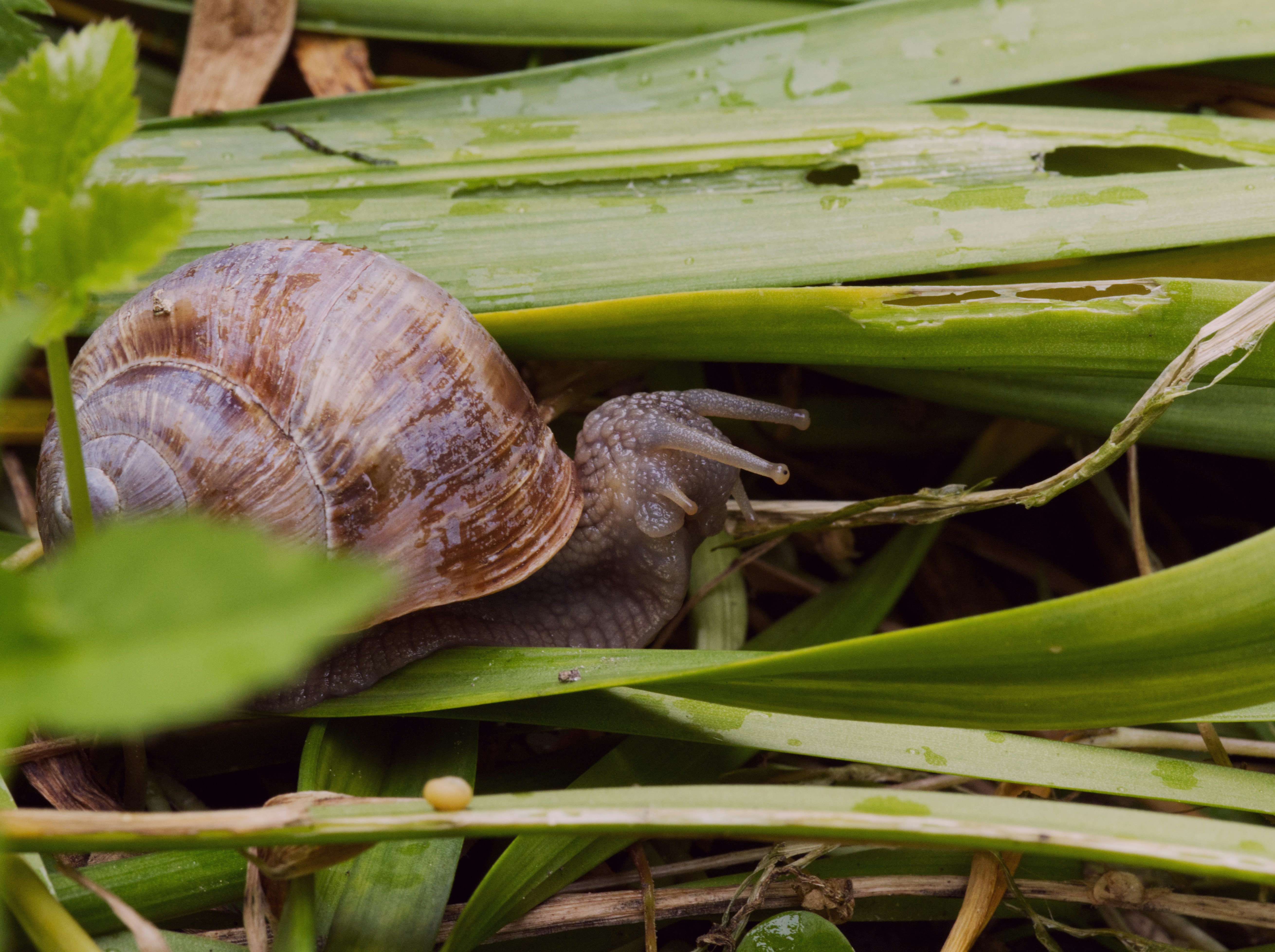Green Corridor Glide: a snail threads through a blade-lined path.