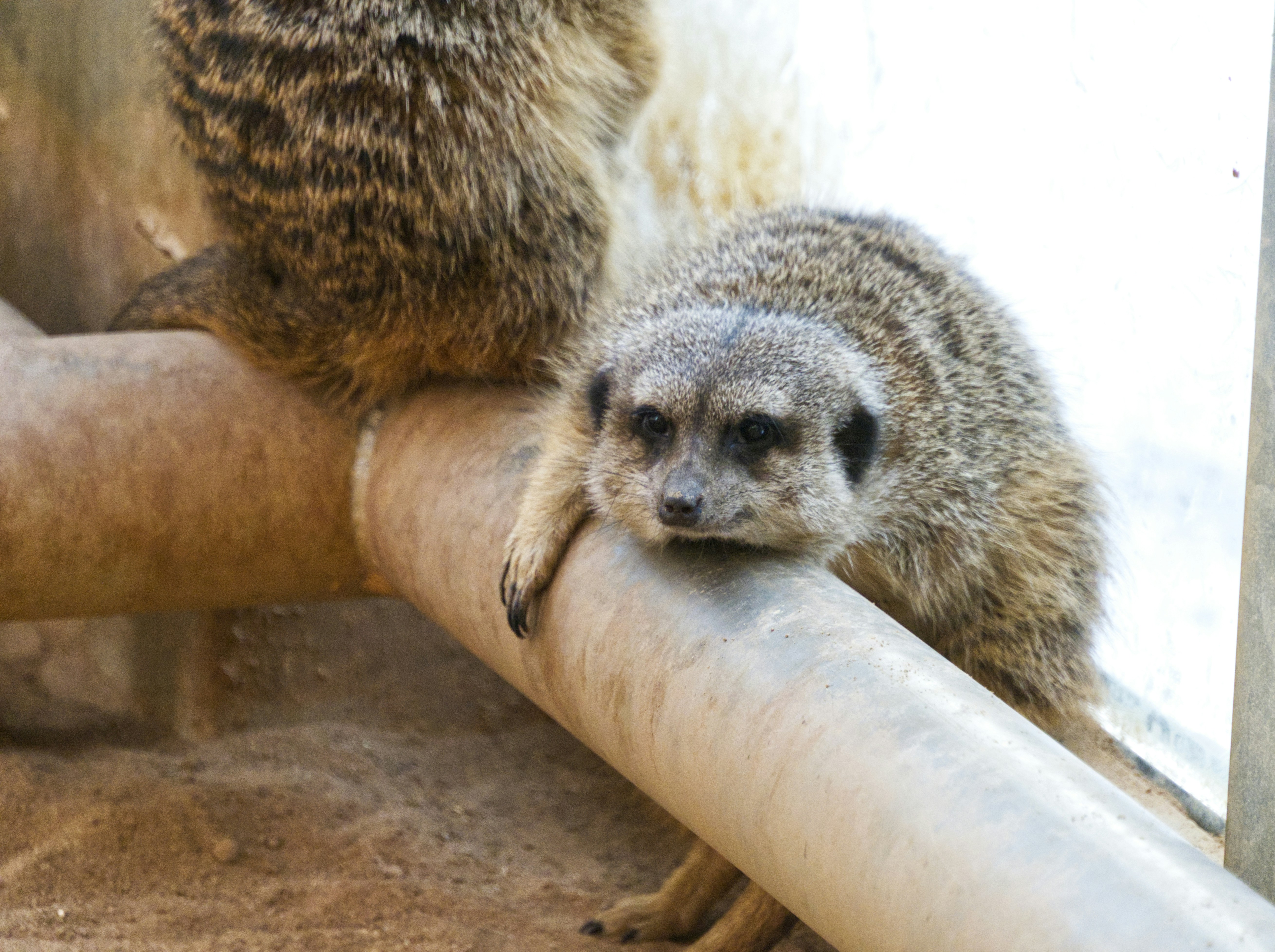 Curious Meerkat Duo Overlooking a Sunlit Barrier