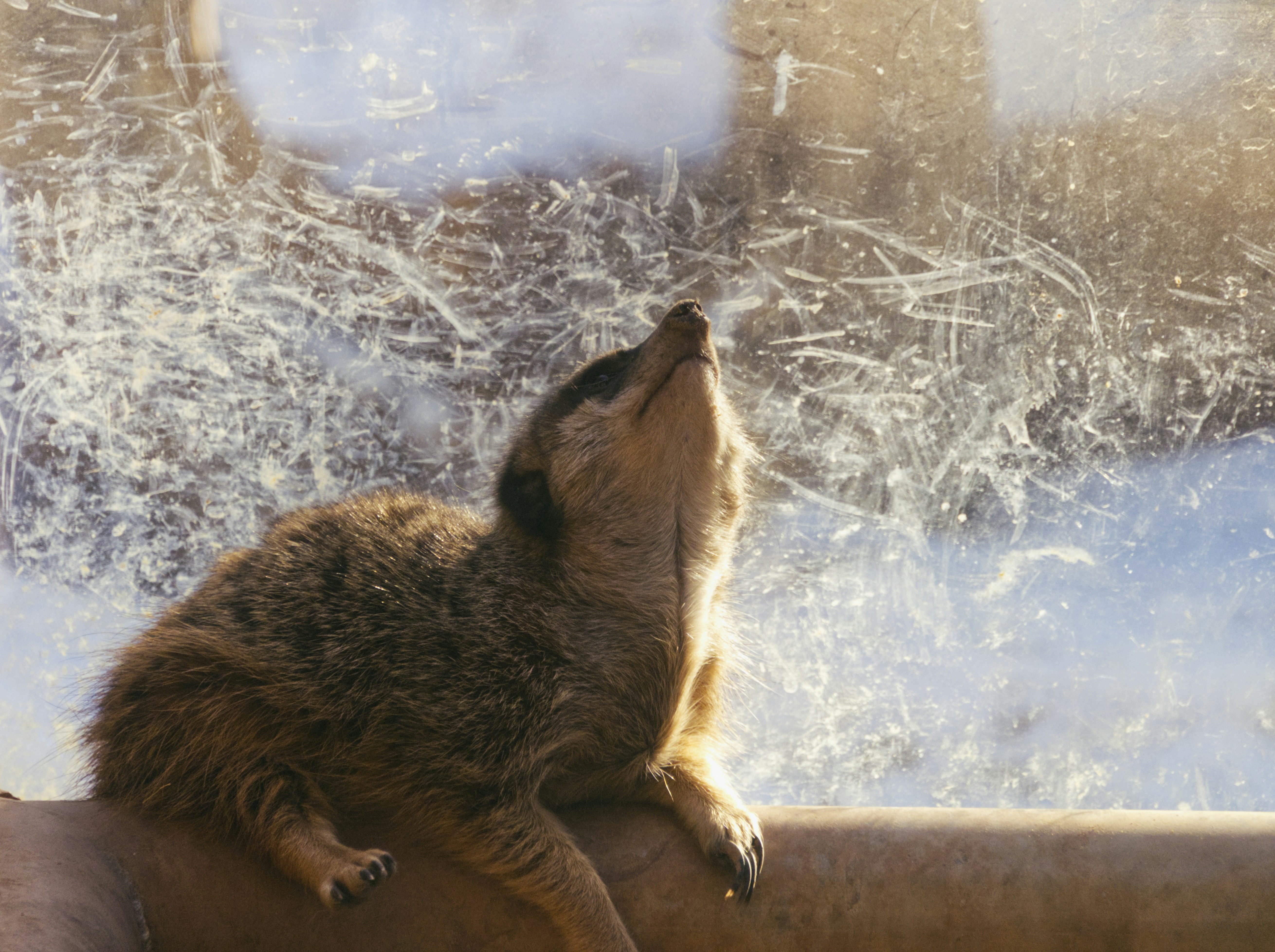 Gazer on a Frosted Window Sill