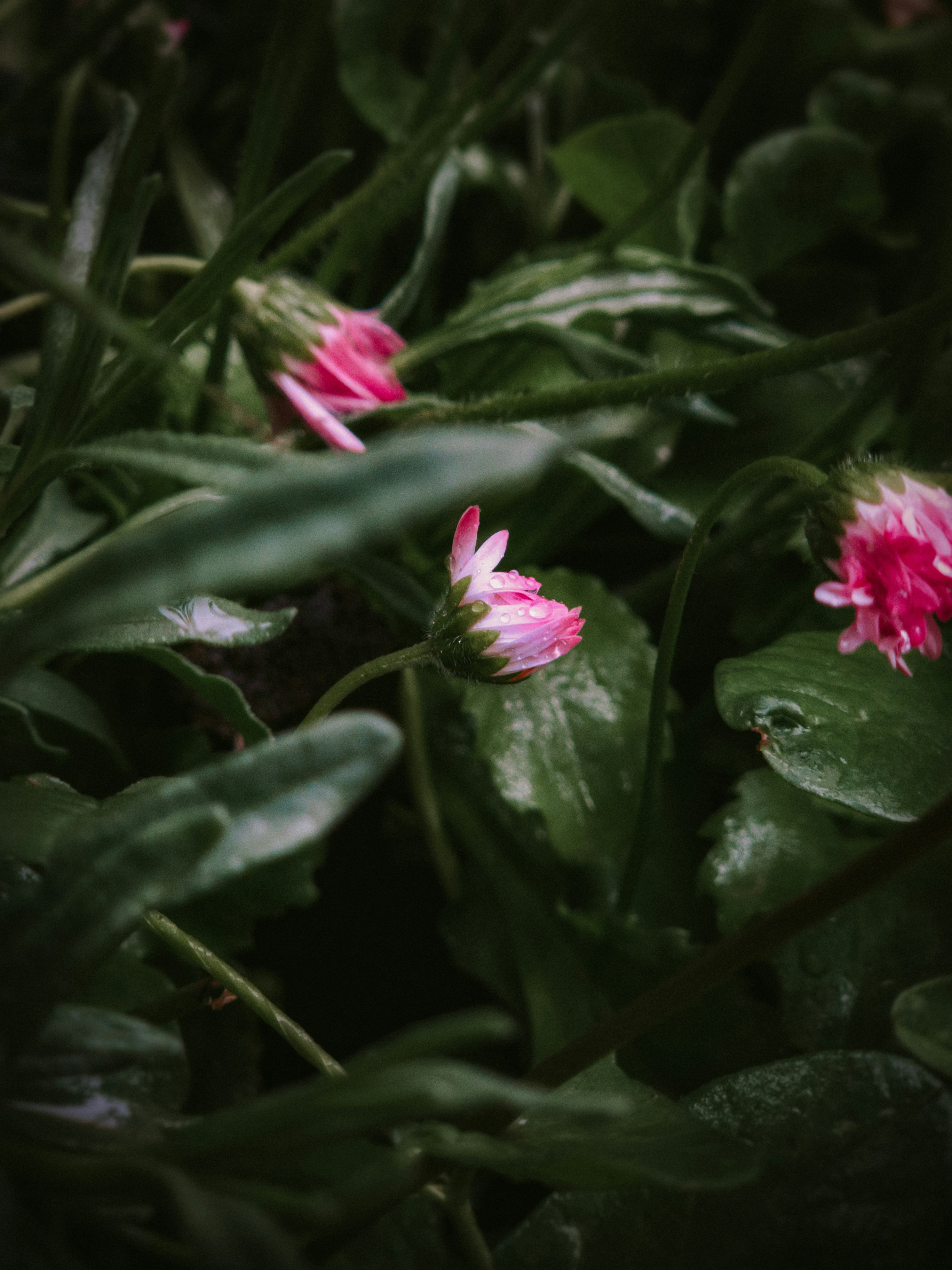 Hidden Velvet: Macro Portrait of Pink Buds in Dense Green Foliage