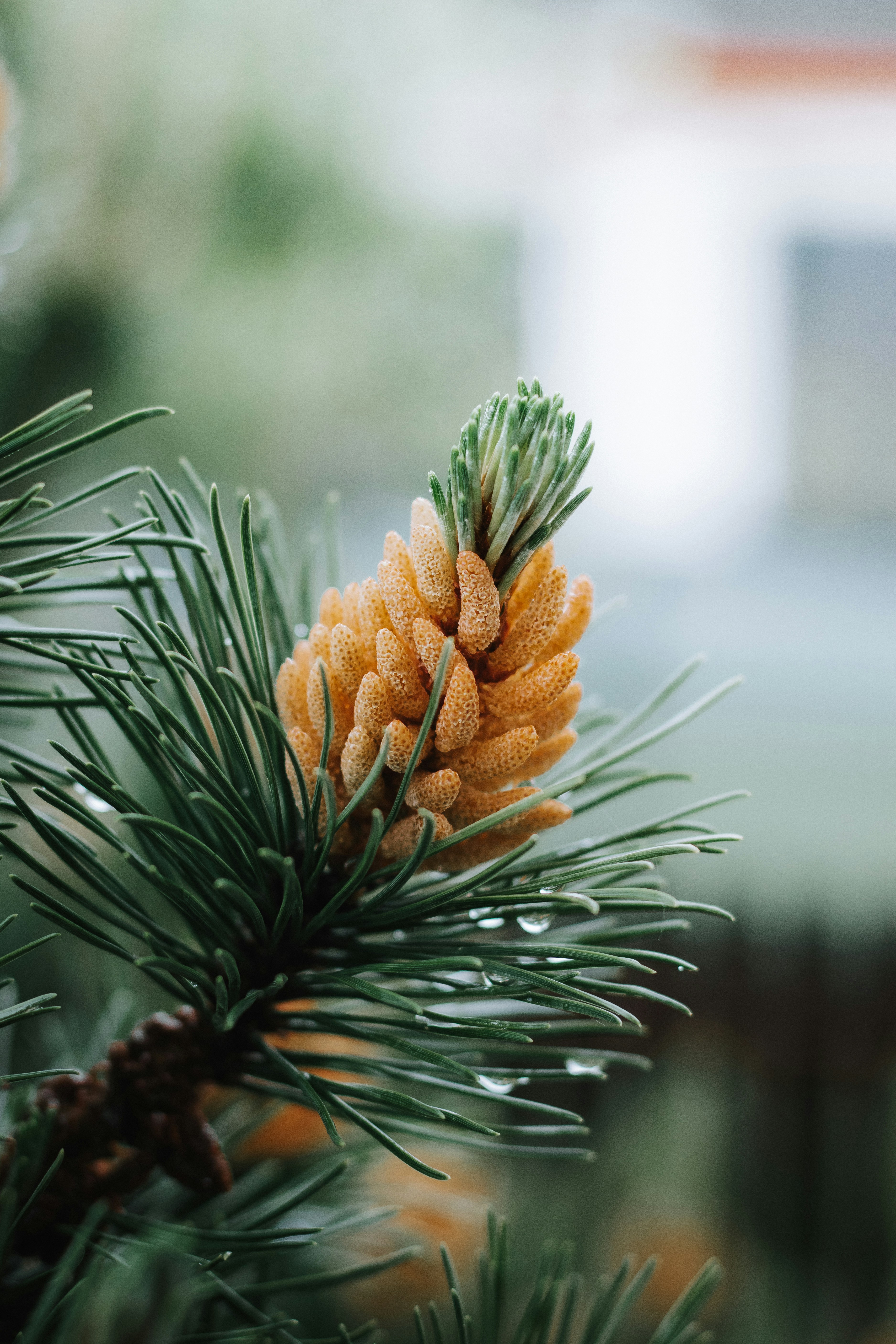 A pine cone bud on a green branch. photo – Free Plant Image on Unsplash
