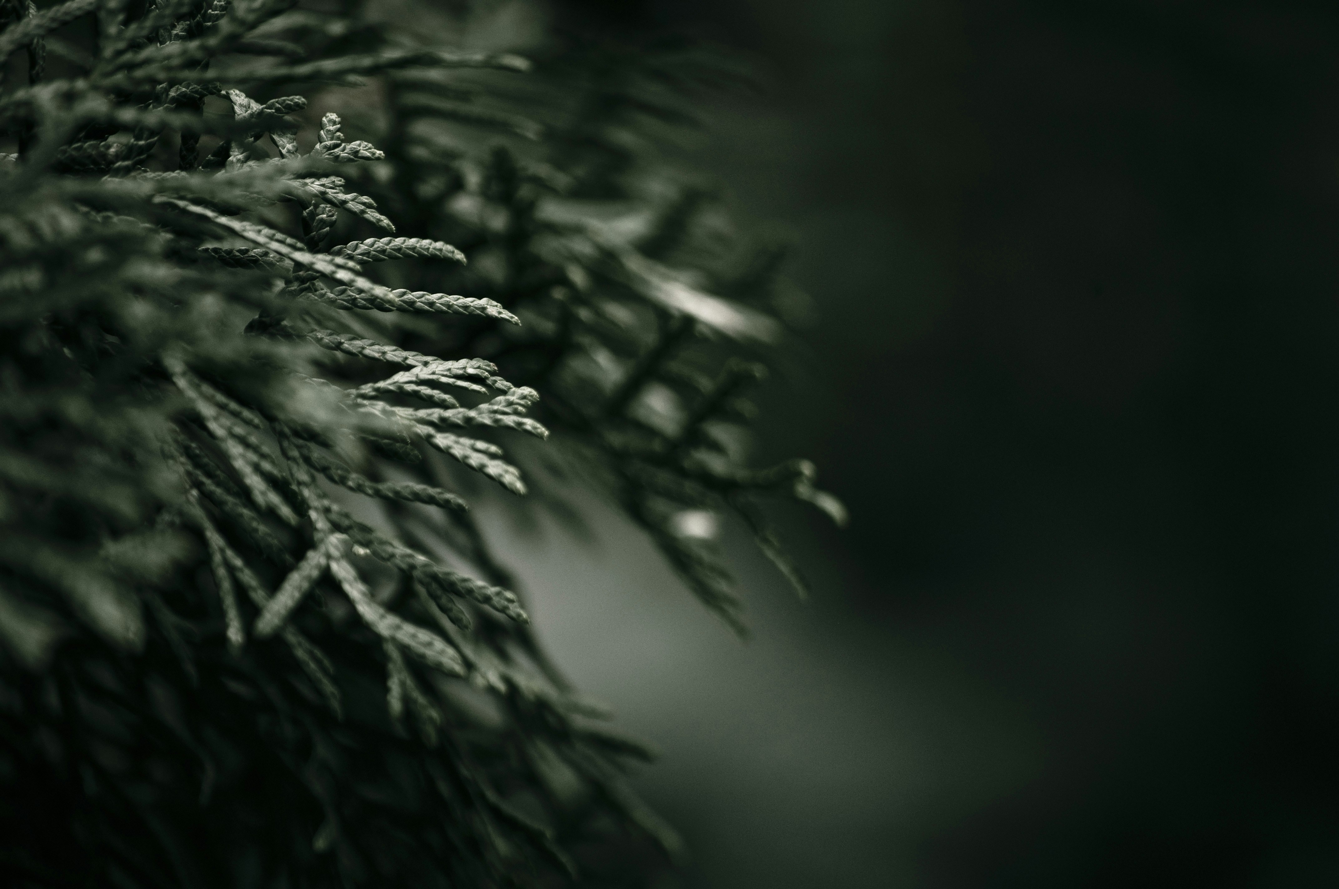 moody plant background | Close-up of green plant in grayscale.