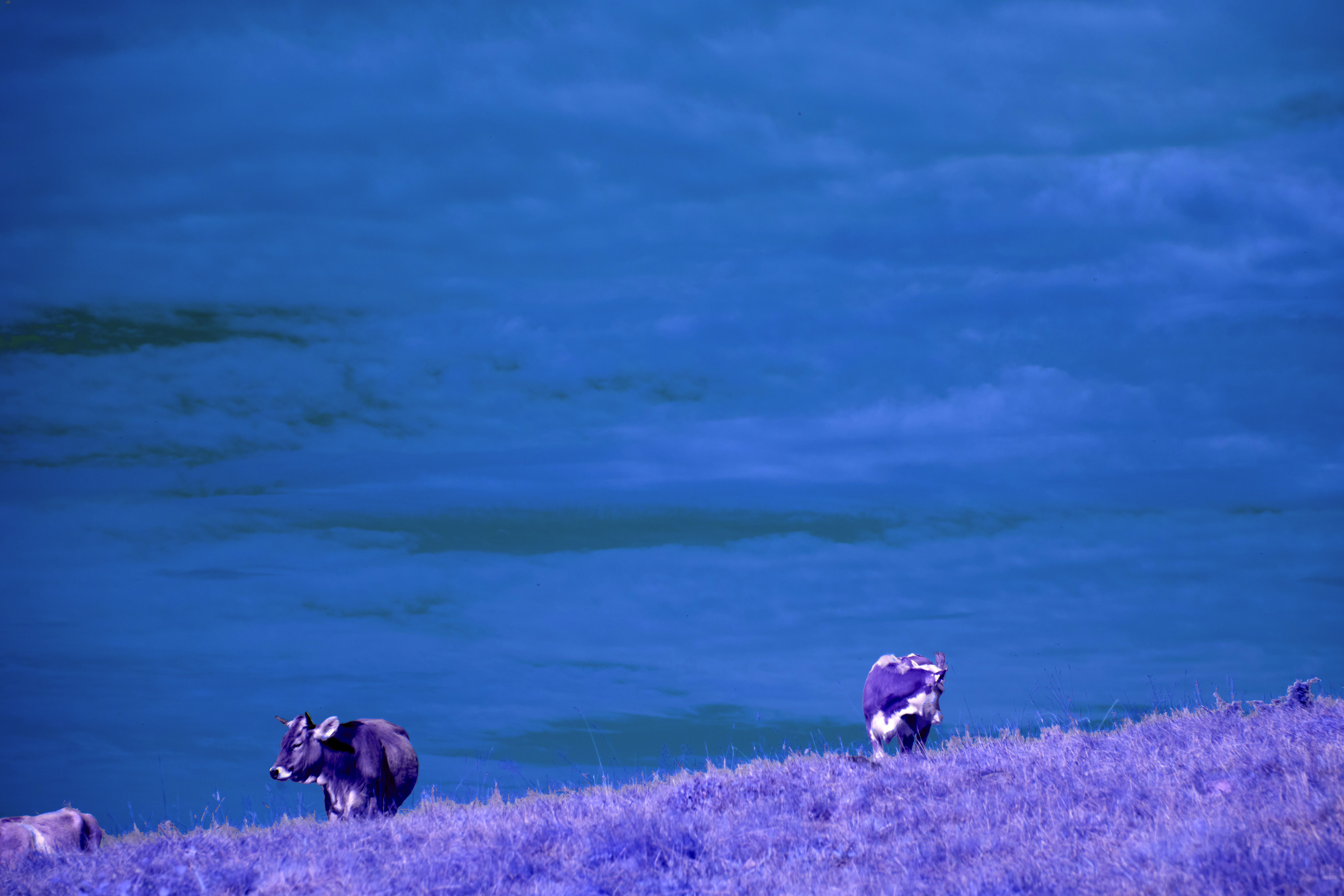 Violet Crest: Two Grazers on a Quiet Blue Horizon