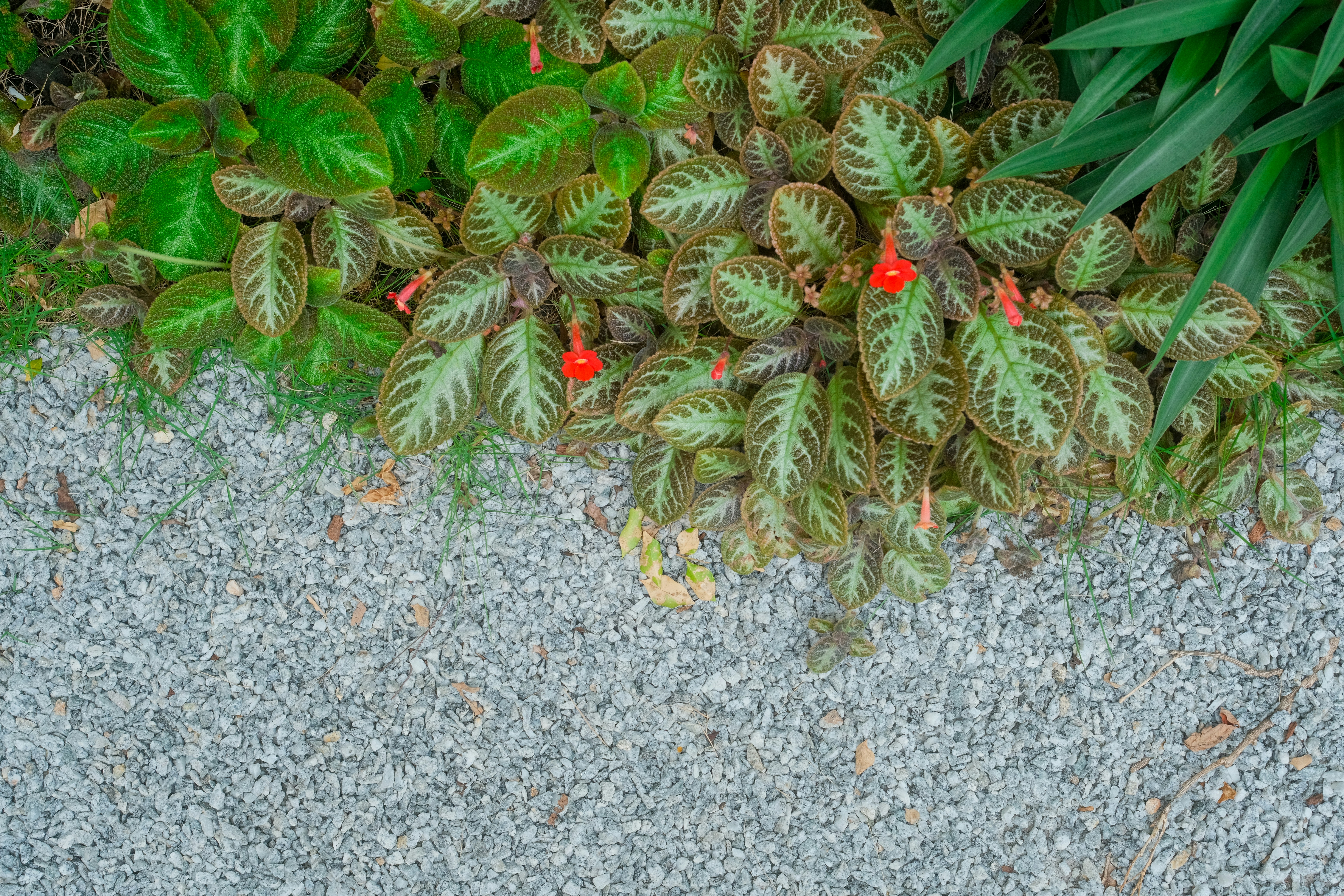 Red-tipped foliage over a gravel path