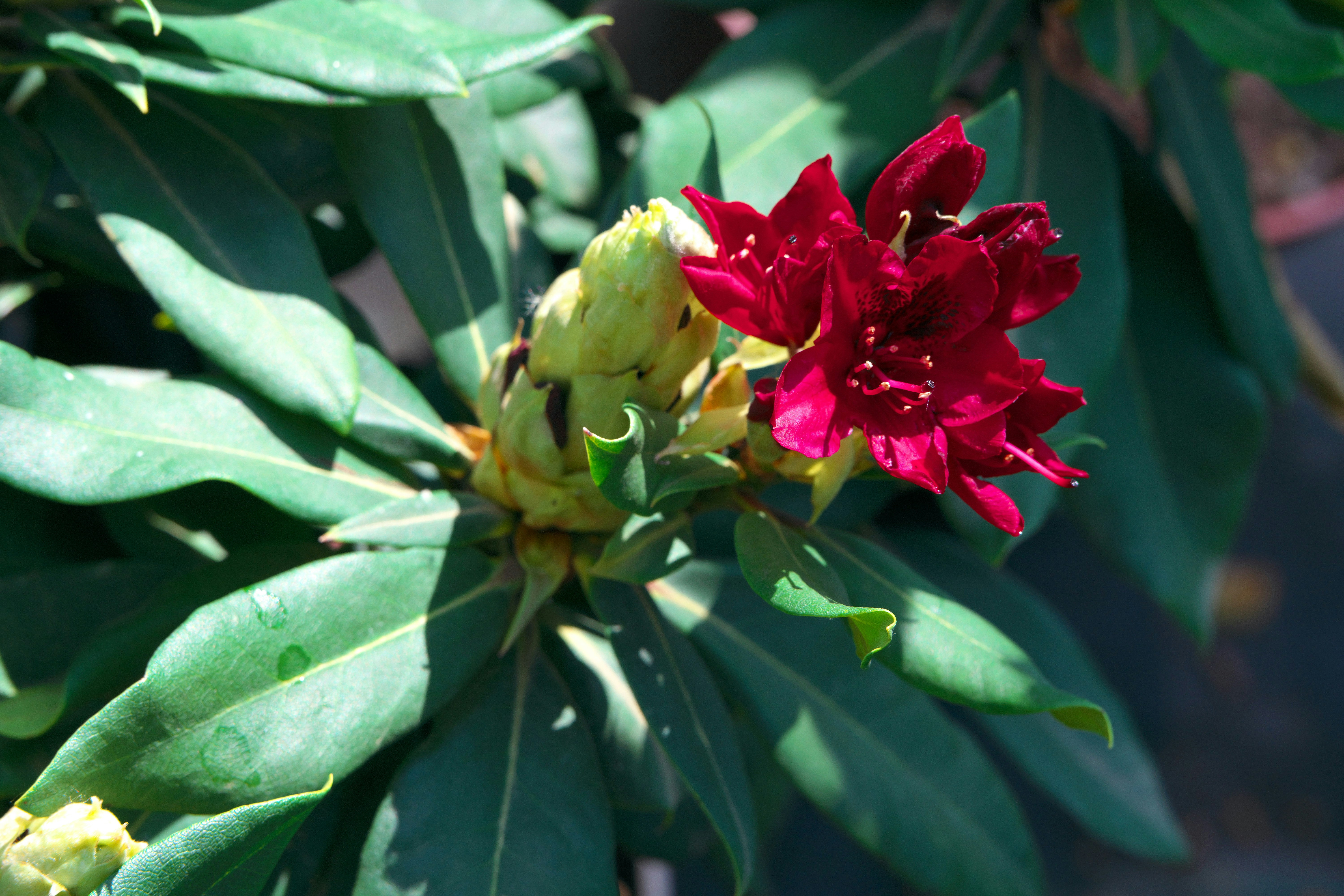 Crimson Rhododendron Bloom Among Sunlit Emerald Foliage