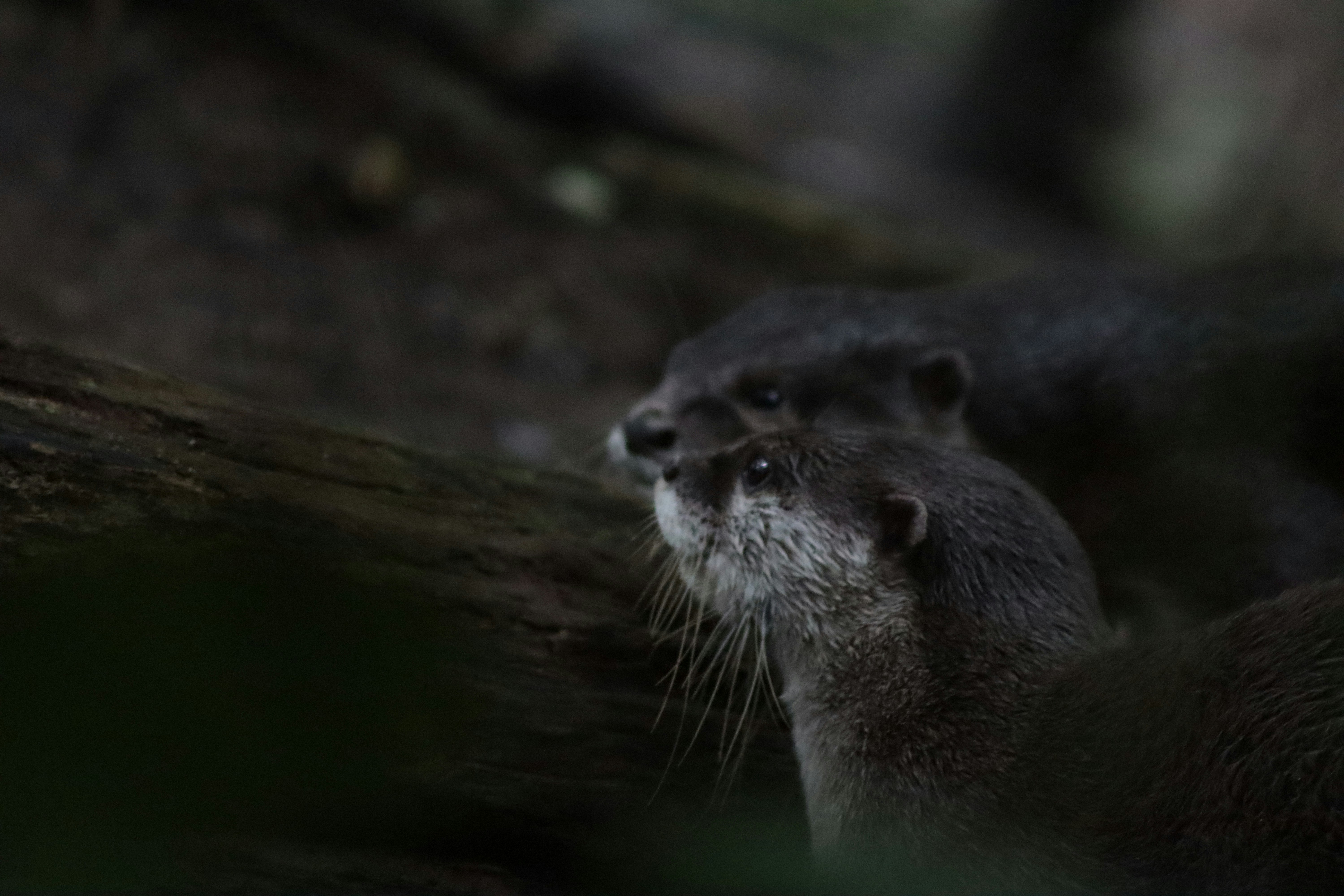 Whispered Whiskers at the Forest Pool's Edge