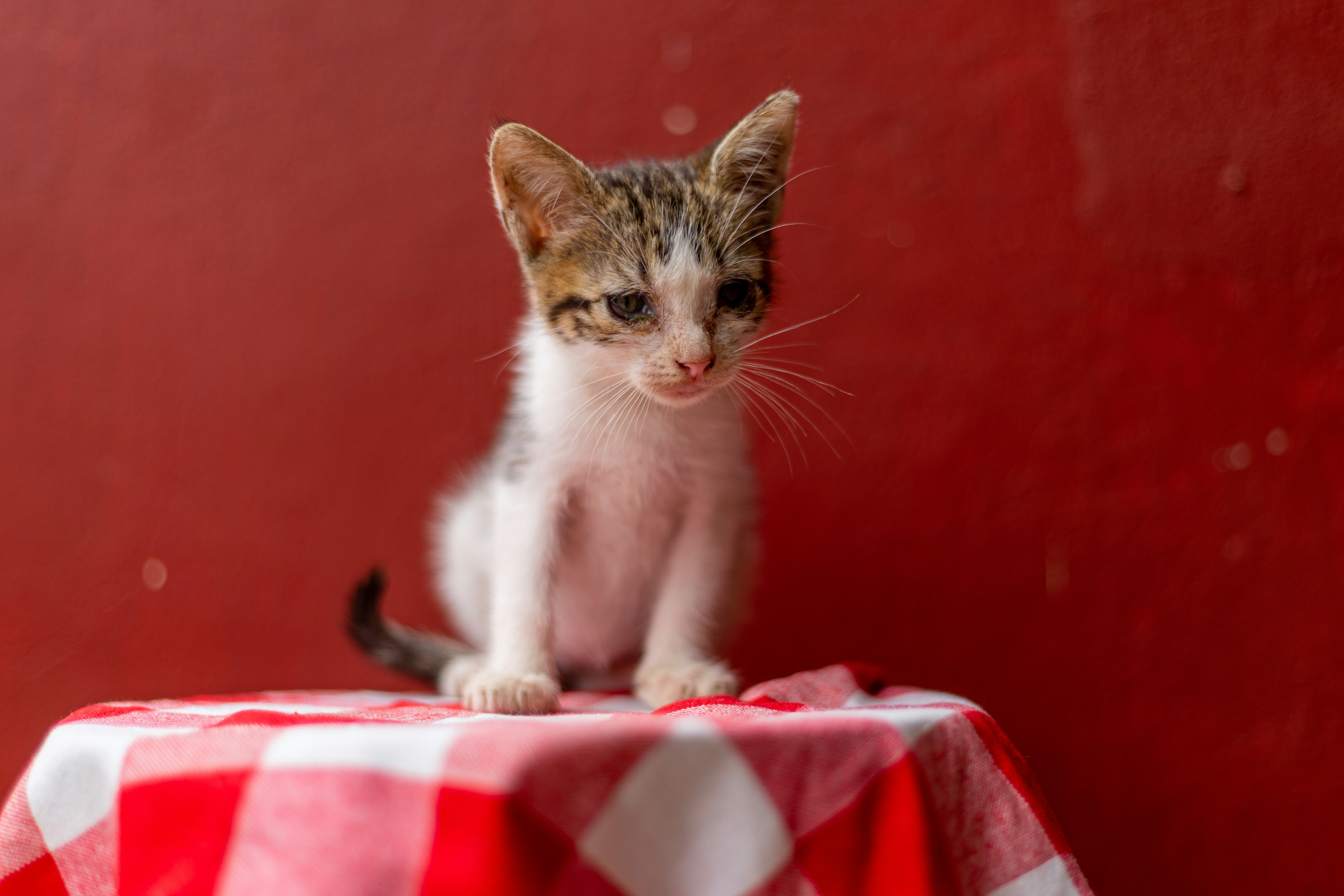 Curious Kitten on a Checkered Tabletop